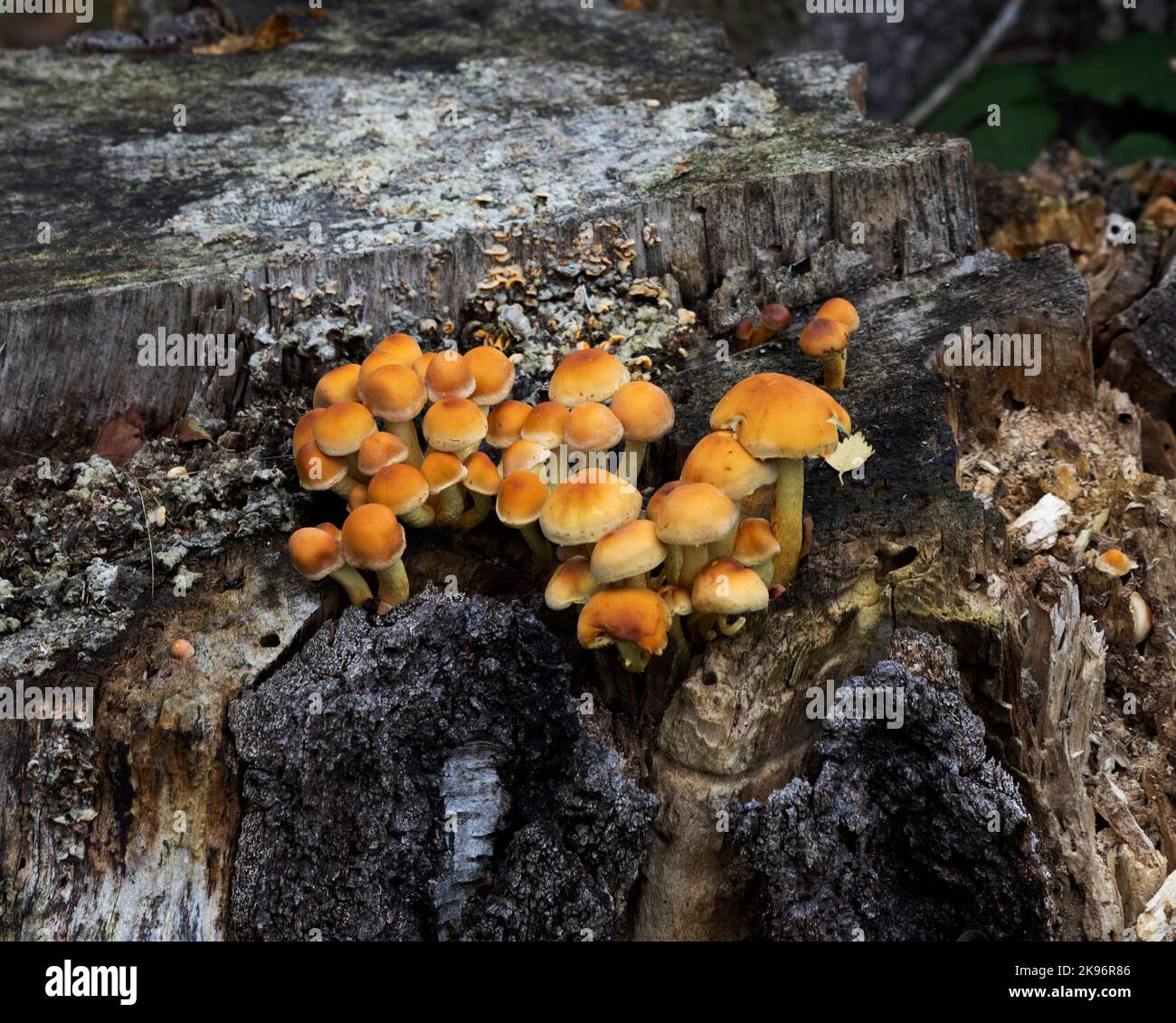 Sulphur Tuft fungi growing on dead wood Stock Photo - Alamy
