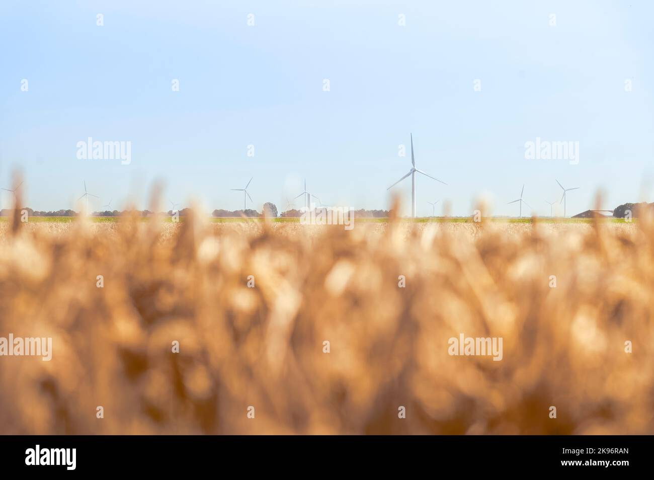 A selective of grains and wind turbines in a field in Flevoland, the ...