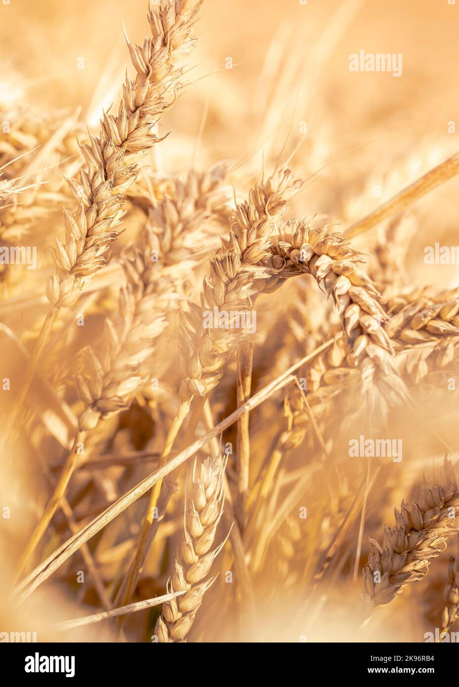 A selective of grains in a field in Flevoland, the Netherlands Stock ...