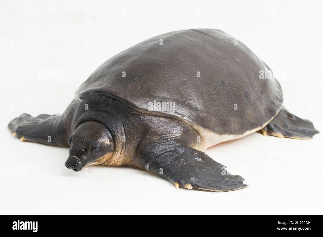 Pig-nosed turtle or Fly River turtle Carettochelys insculpta isolated ...