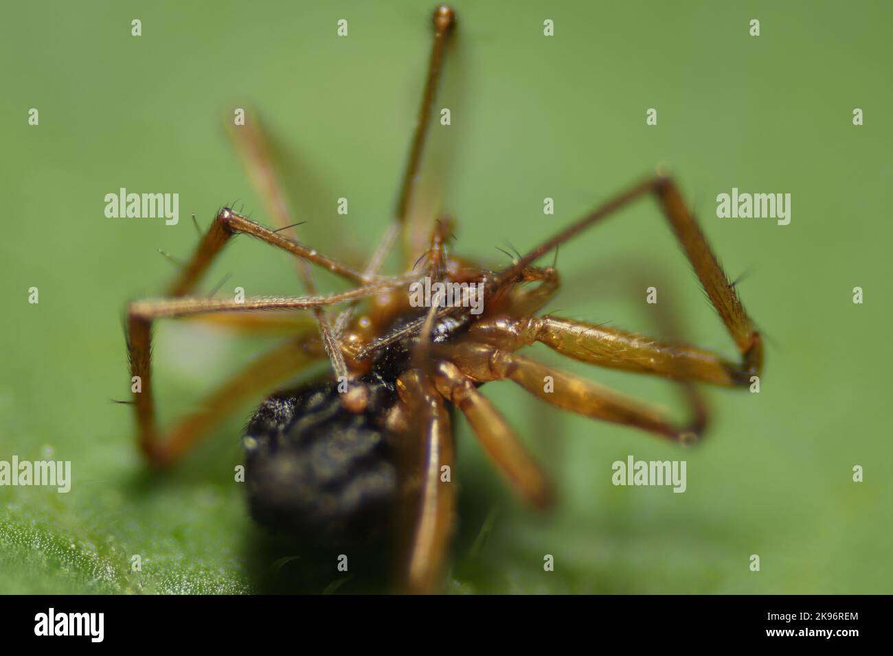 Bottom of spider hi-res stock photography and images - Alamy