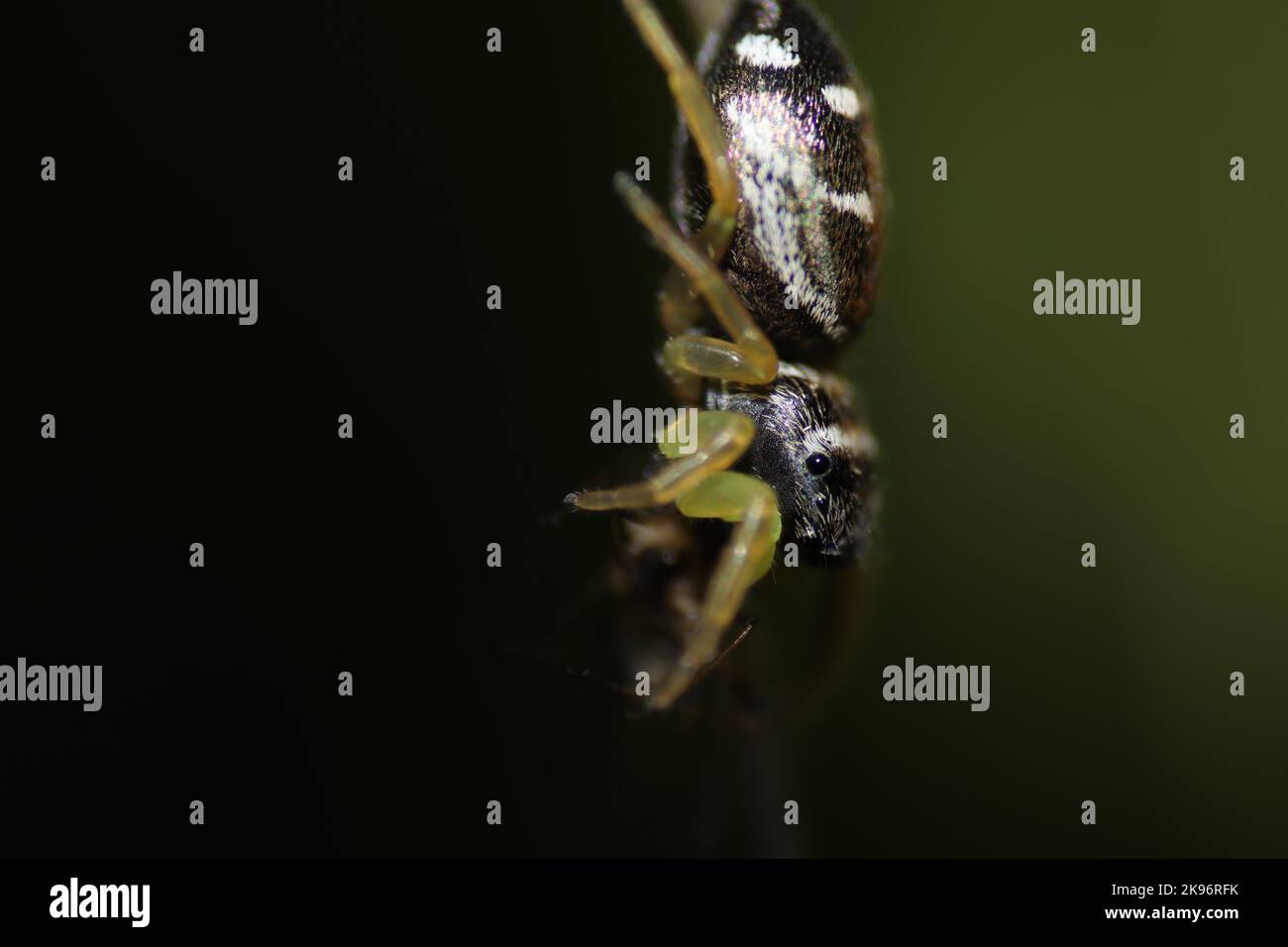 Heliophanus species hi-res stock photography and images - Alamy