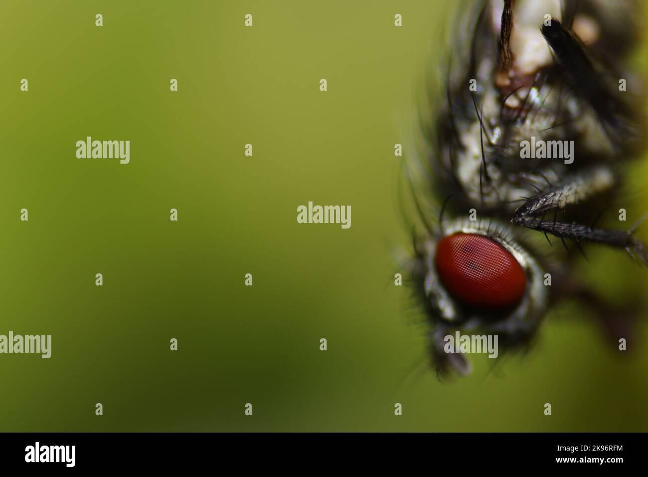 A macro shot of Adia cinerella, a species of fly in the genus Adia ...