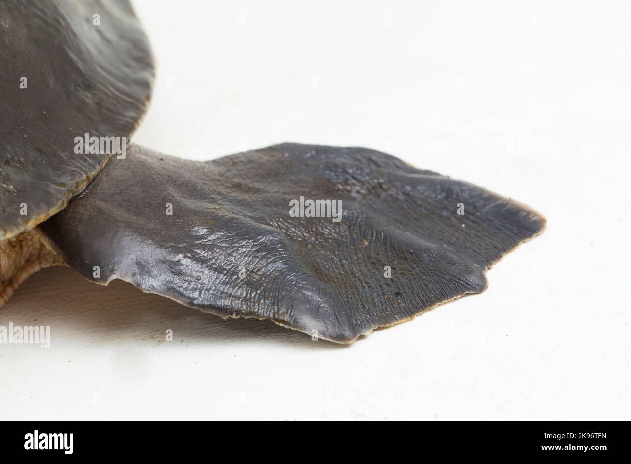 Pig-nosed turtle or Fly River turtle Carettochelys insculpta isolated ...