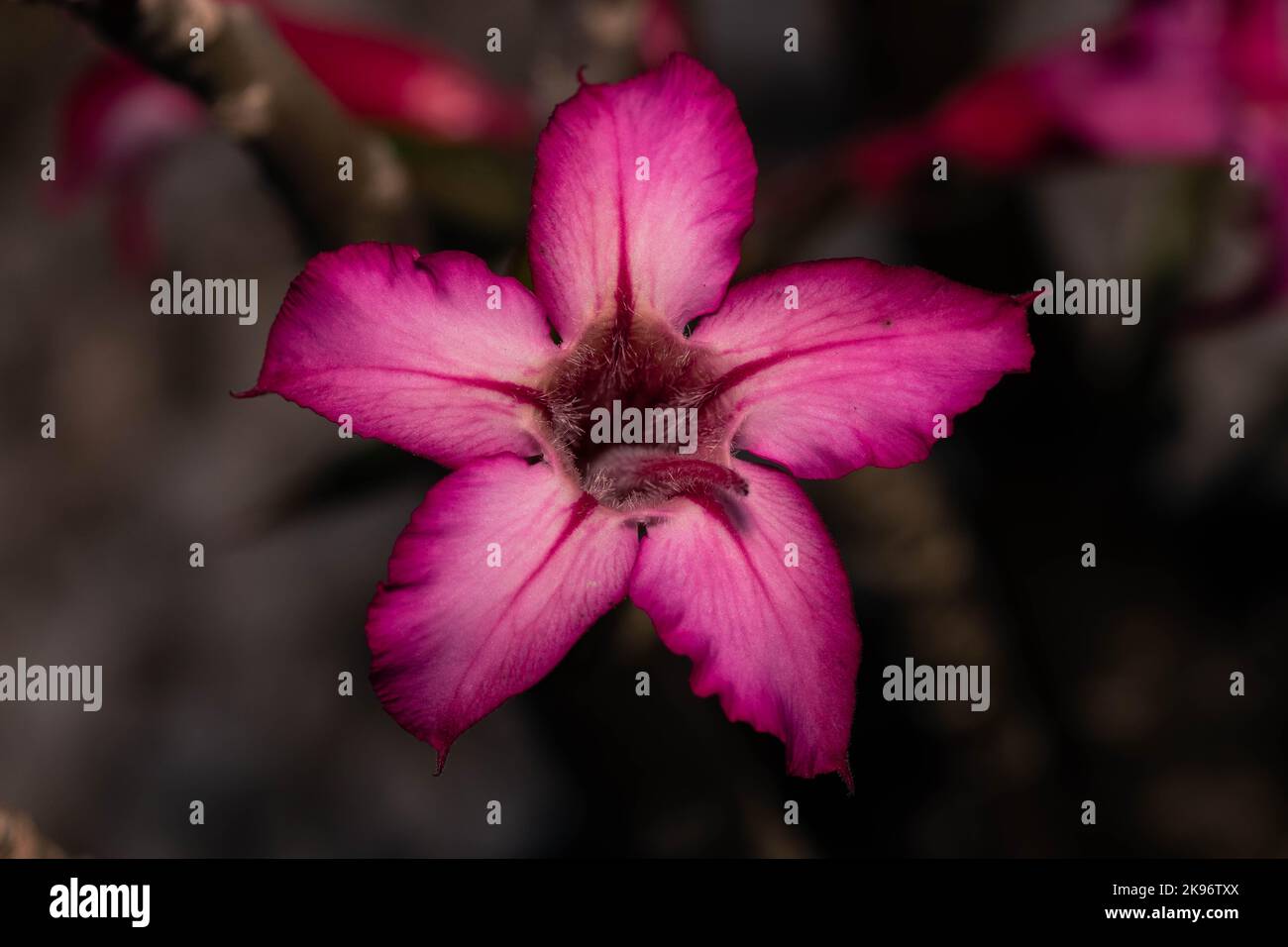 A closeup of a desert rose (Adenium obesum ) flower Stock Photo - Alamy