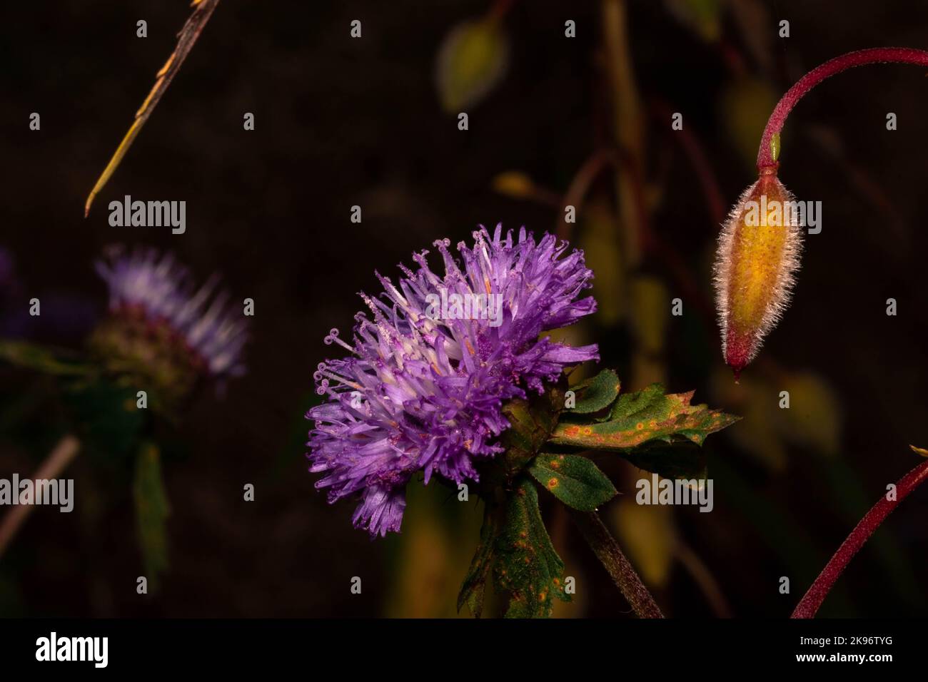 Larkdaisy hi-res stock photography and images - Alamy