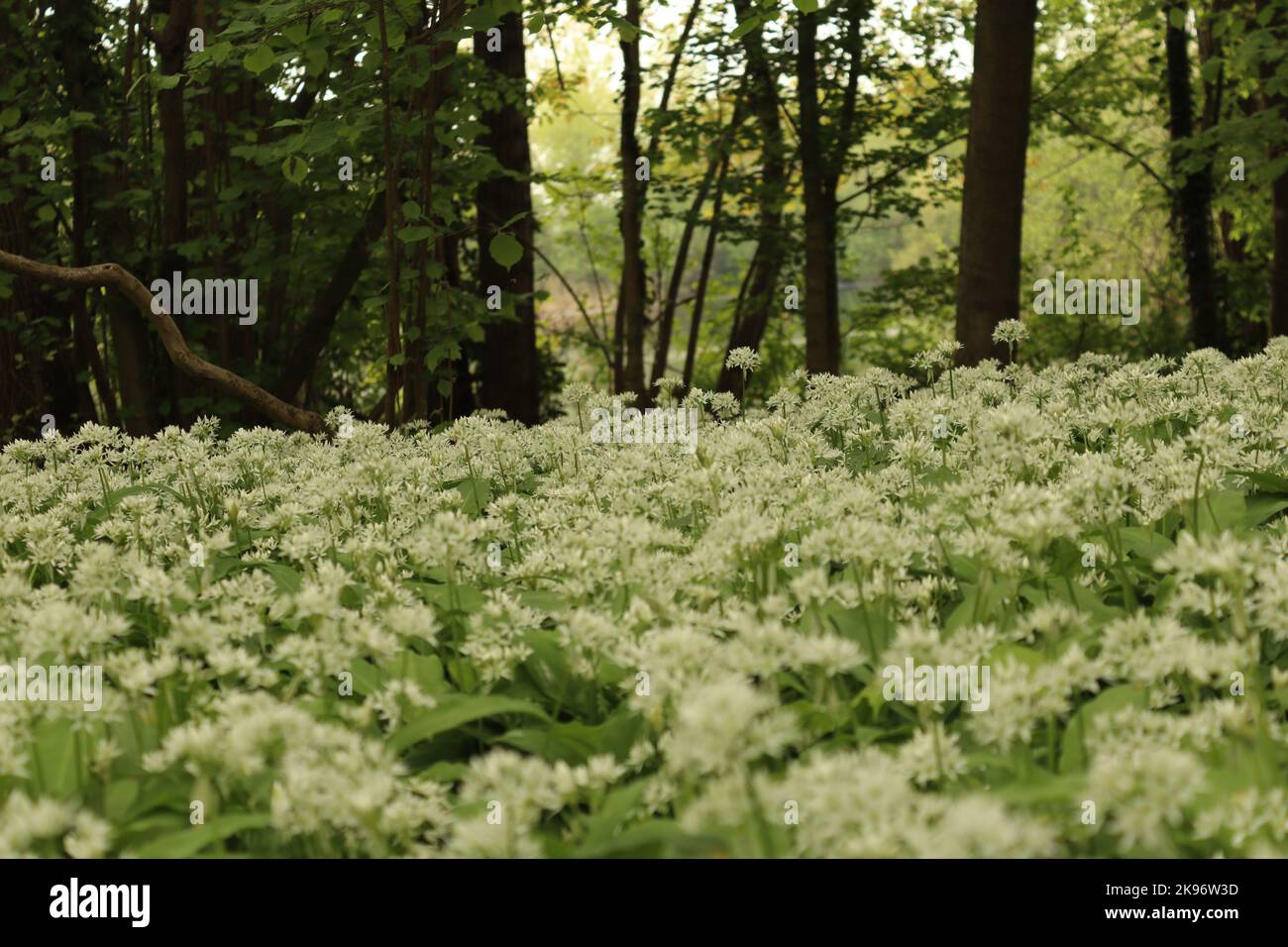 The ramson flowering plants in a field Stock Photo - Alamy