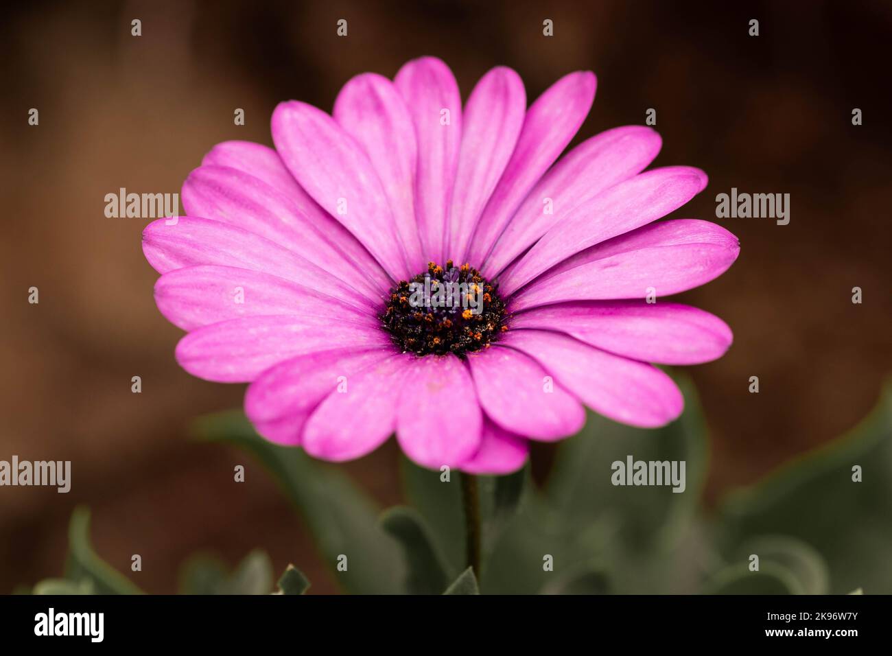 A closeup shot of a purple flower in the garden with blurry background ...