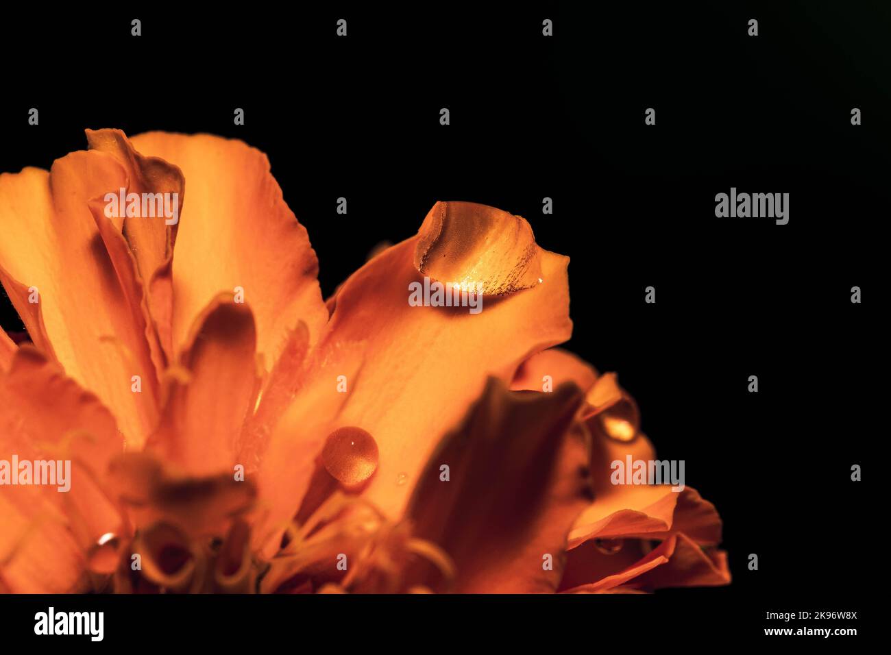 A closeup shot of a yellow flower in the garden with dew drops Stock ...