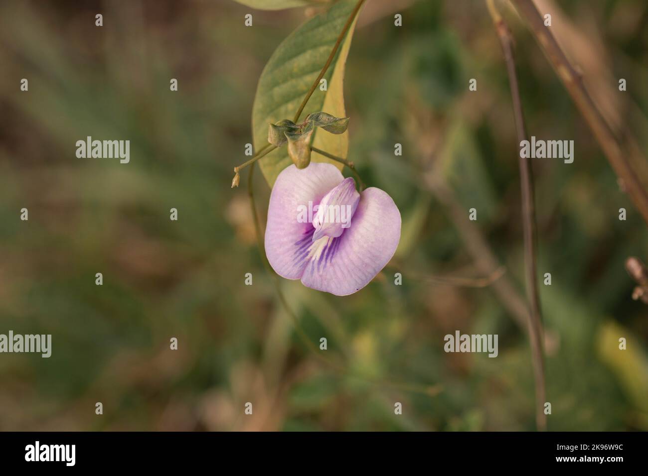 Spurred butterfly pea flower hi-res stock photography and images - Alamy