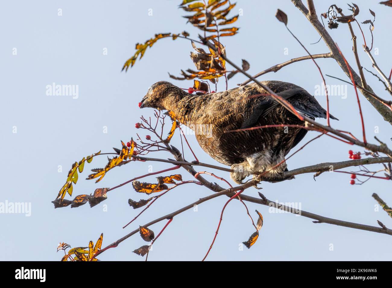 Red berry in a birds beak hi-res stock photography and images - Alamy