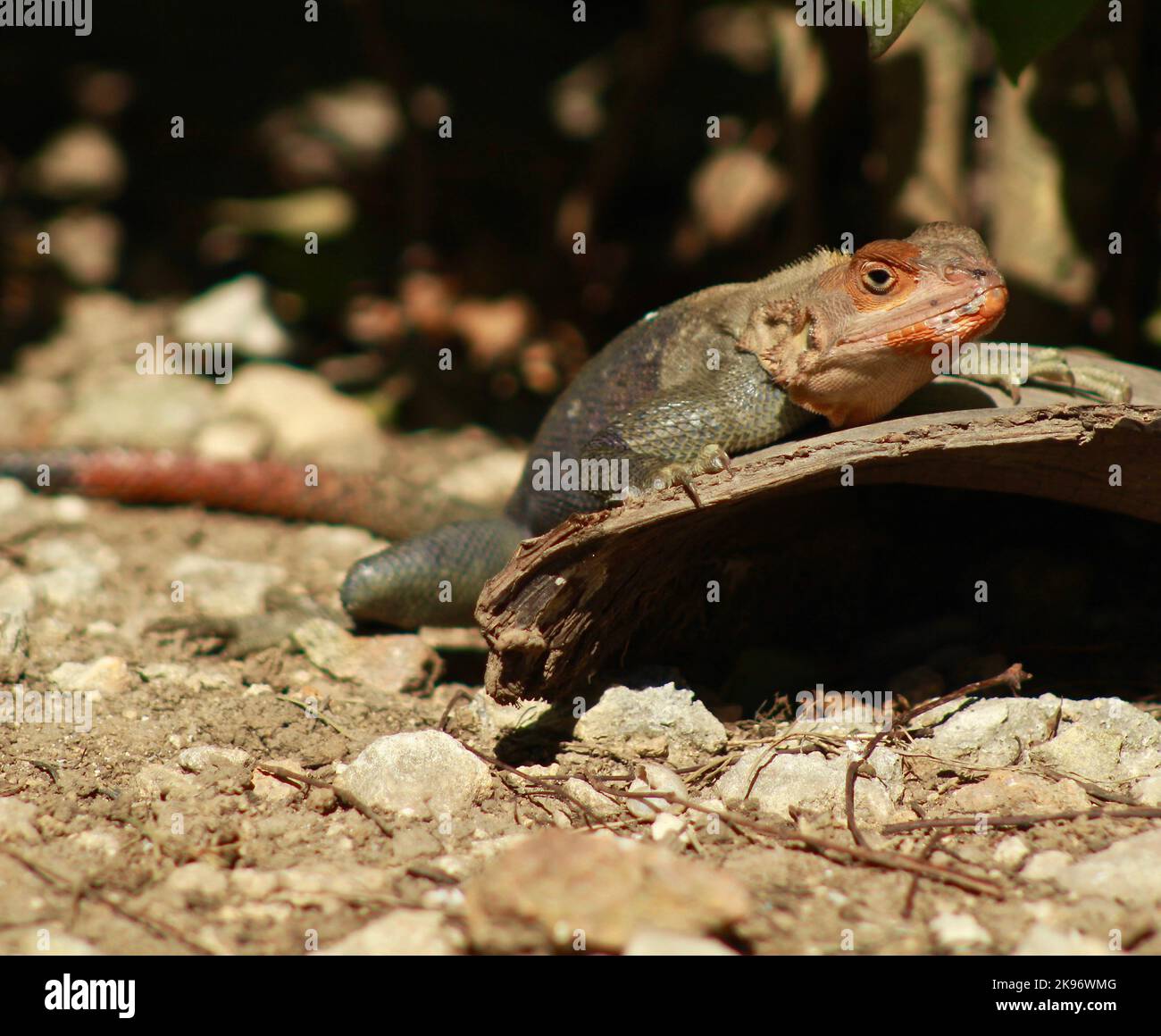 Invasive species everglades hi-res stock photography and images - Alamy