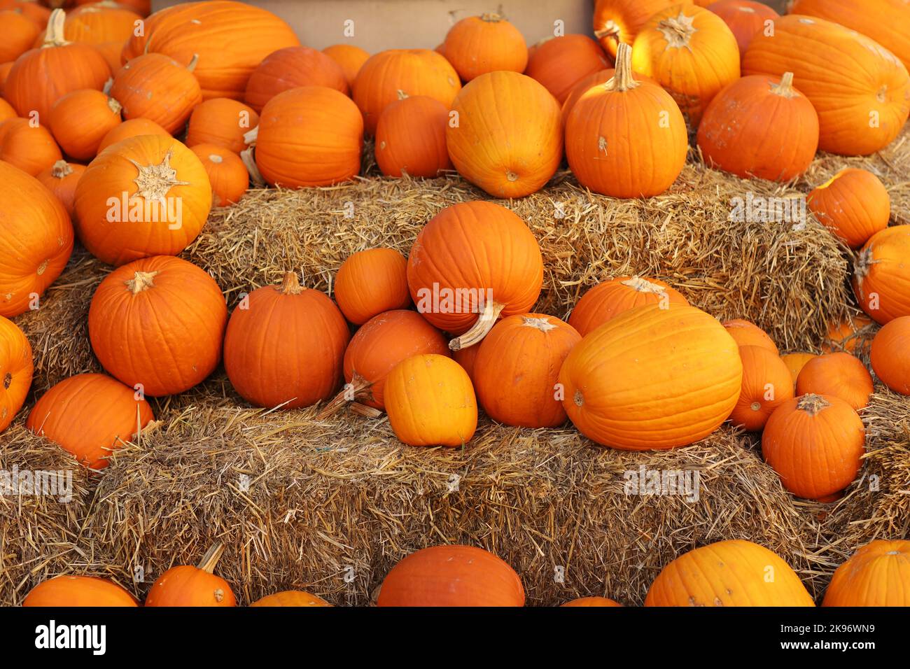 Orange pumpkins lying in the haystack. Pumpkin farmer's market. autumn ...