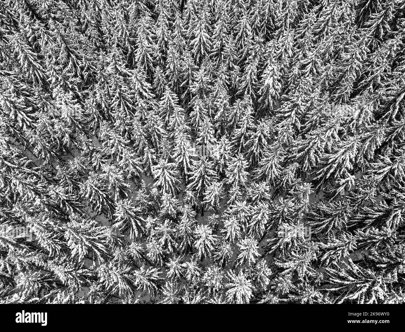 An aerial view of the tops of fir trees covered with snow Stock Photo ...