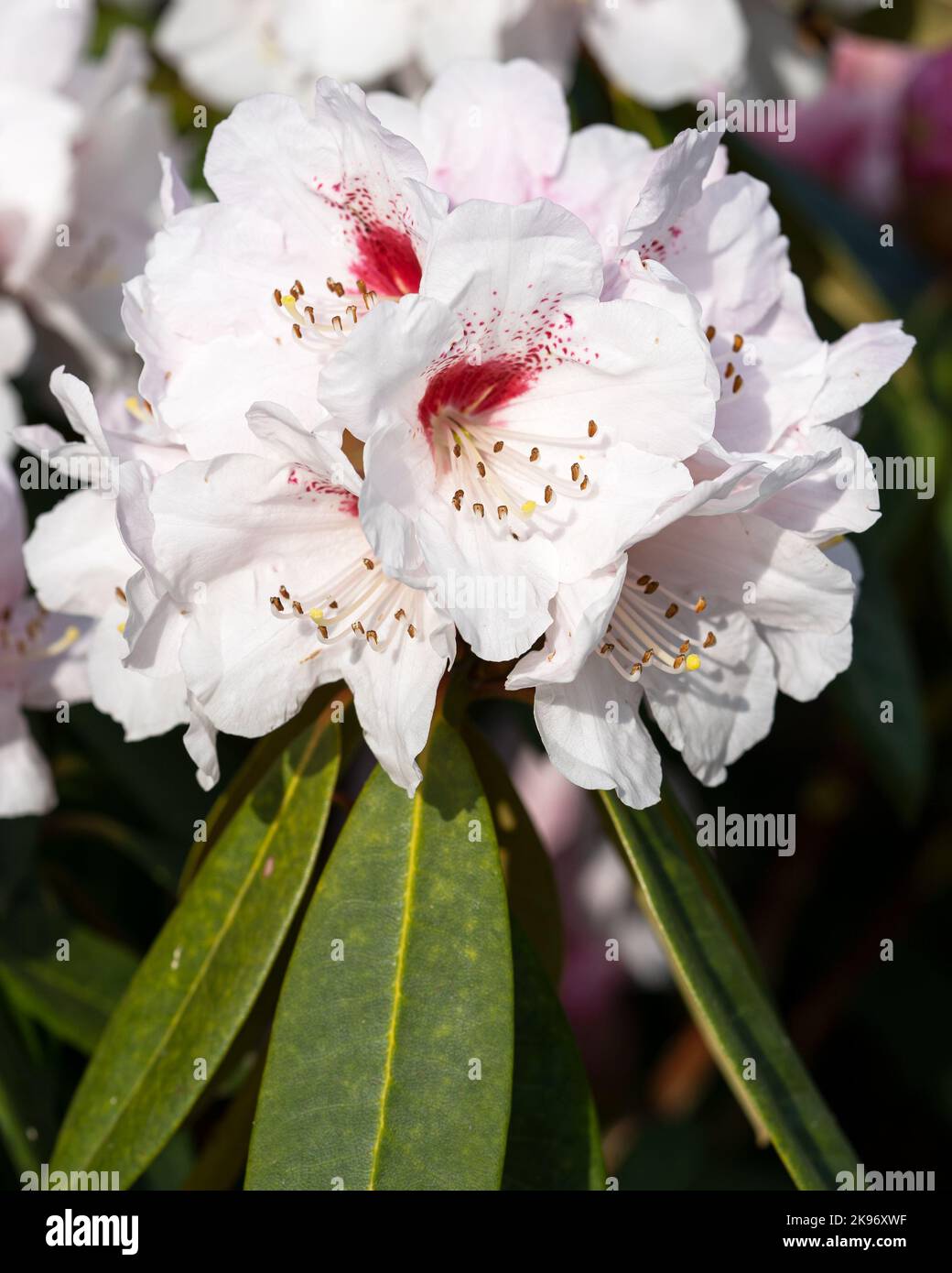 Rhododendron Hybrid Belami (Rhododendron hybrid), close up of the ...