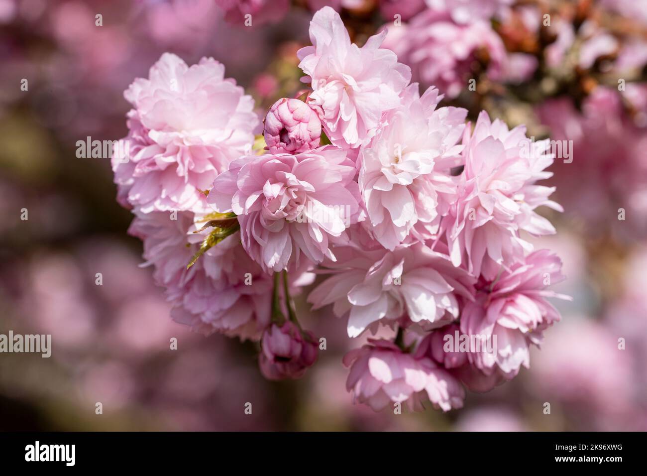 Prunus kiku shidare sakura hi-res stock photography and images - Alamy