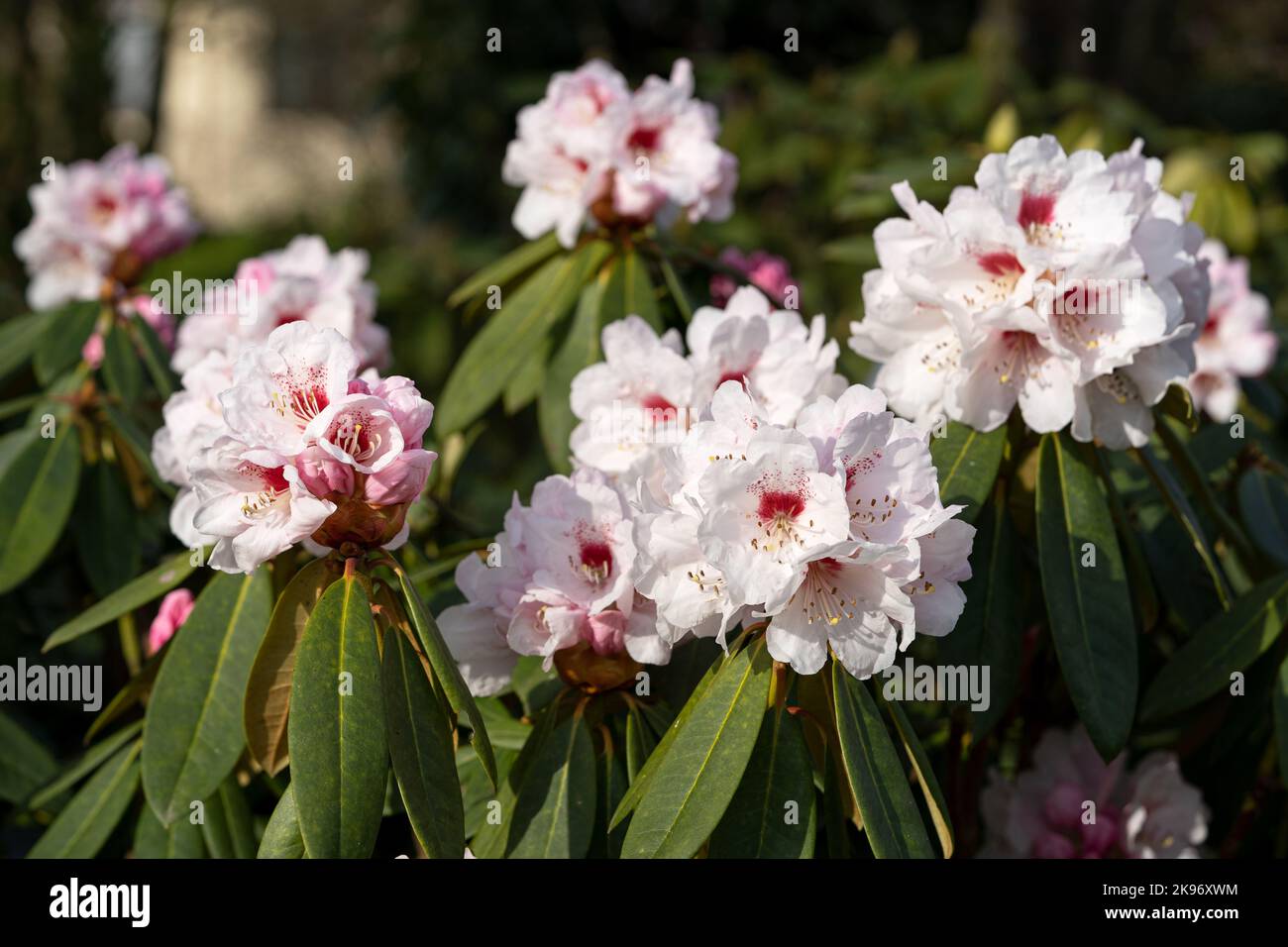Rhododendron Hybrid (Rhododendron hybrid), close up of the flower head ...