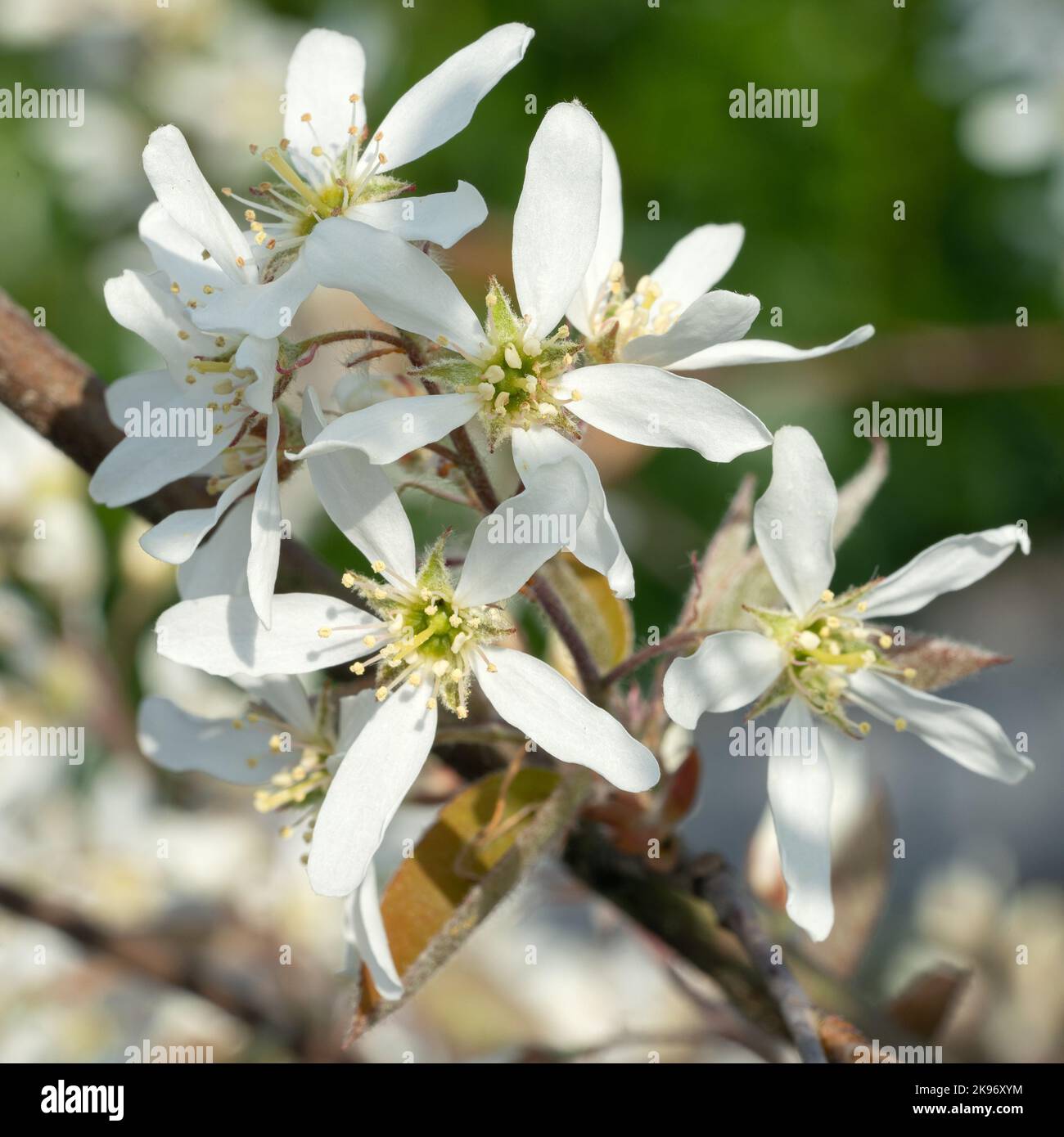 Juneberry (Amelanchier lamarckii), blooms of springtime Stock Photo - Alamy