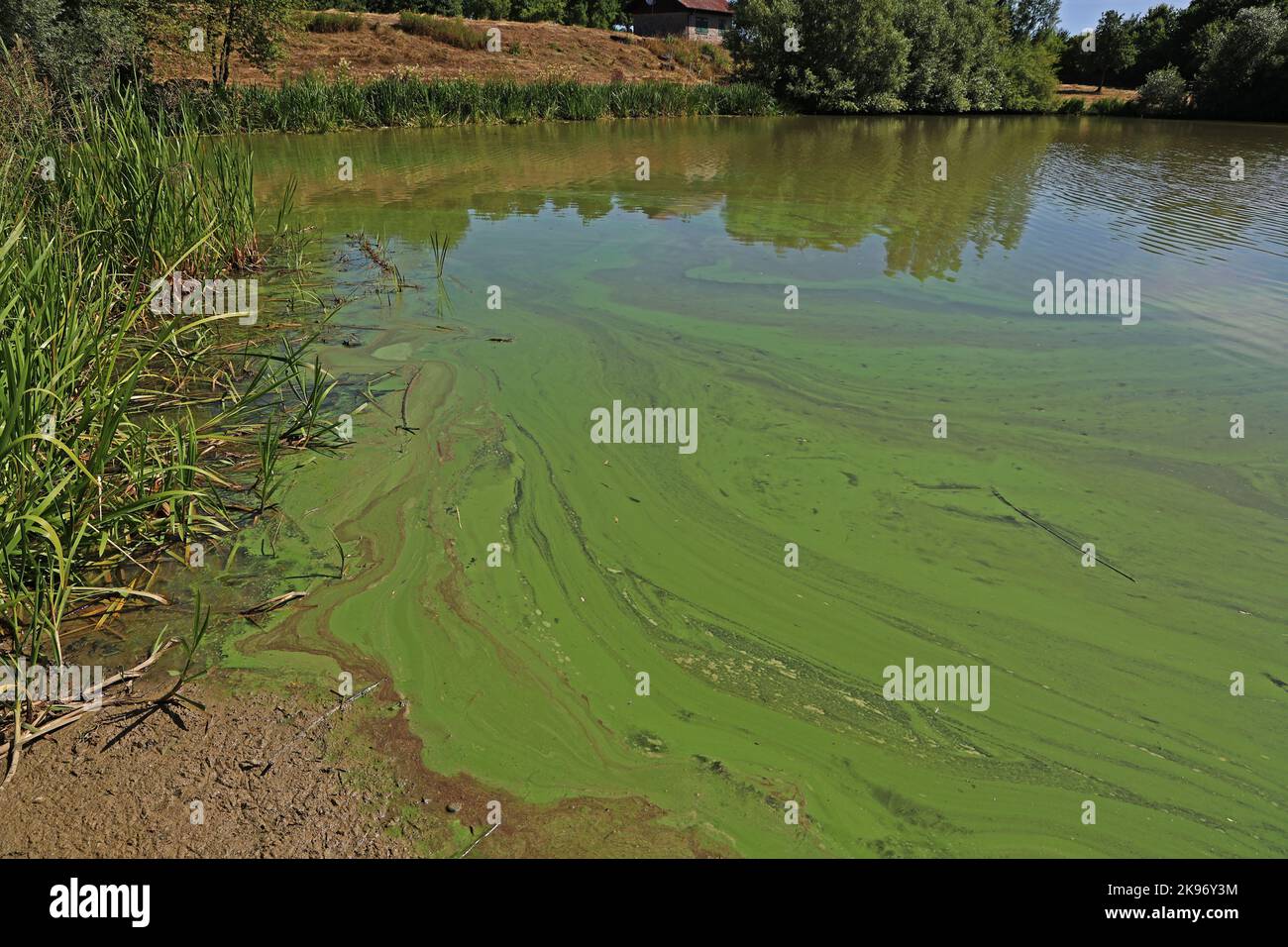 Dark algae hi-res stock photography and images - Alamy