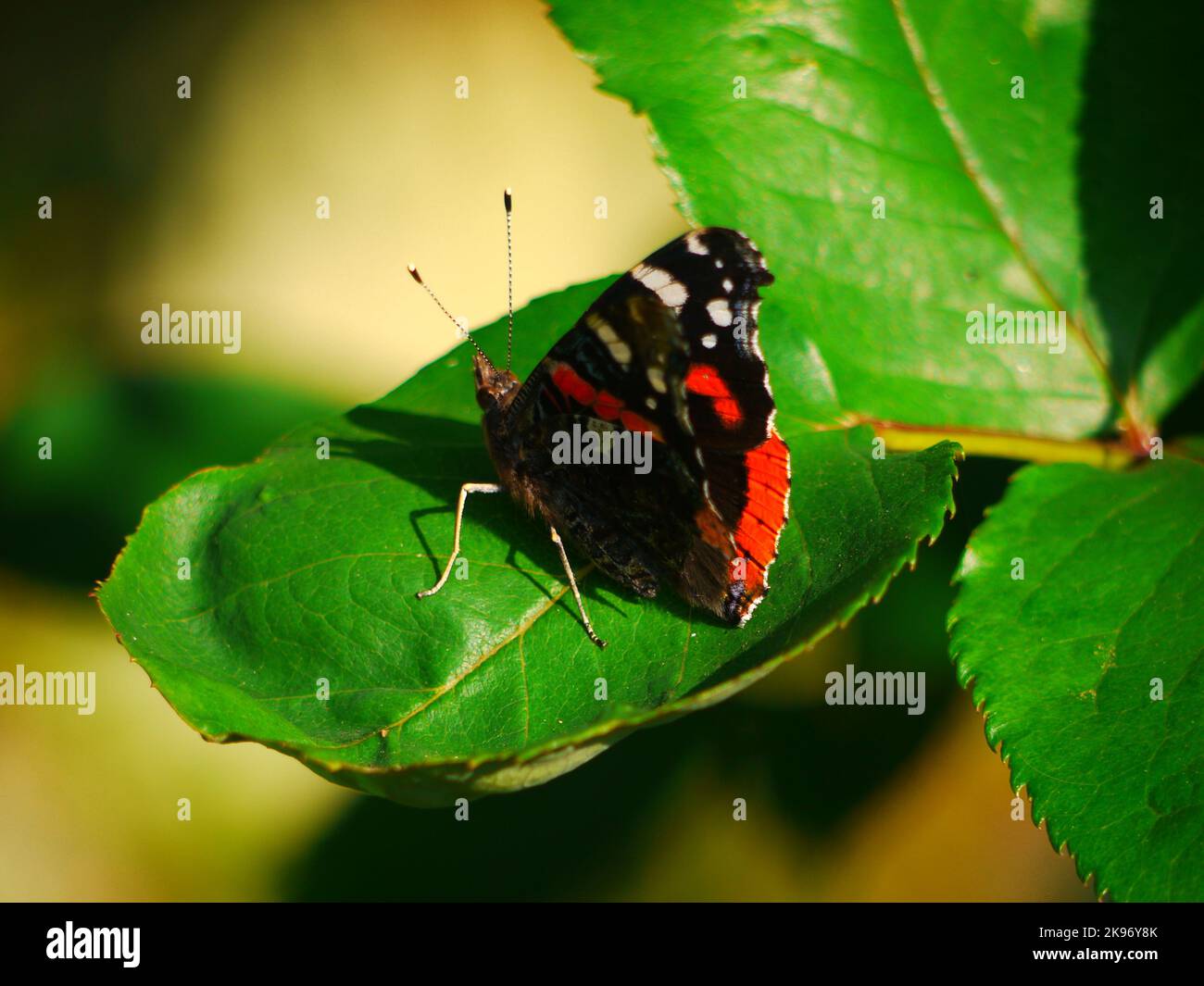 Red admiral butterfly resting on leaf hi-res stock photography and ...