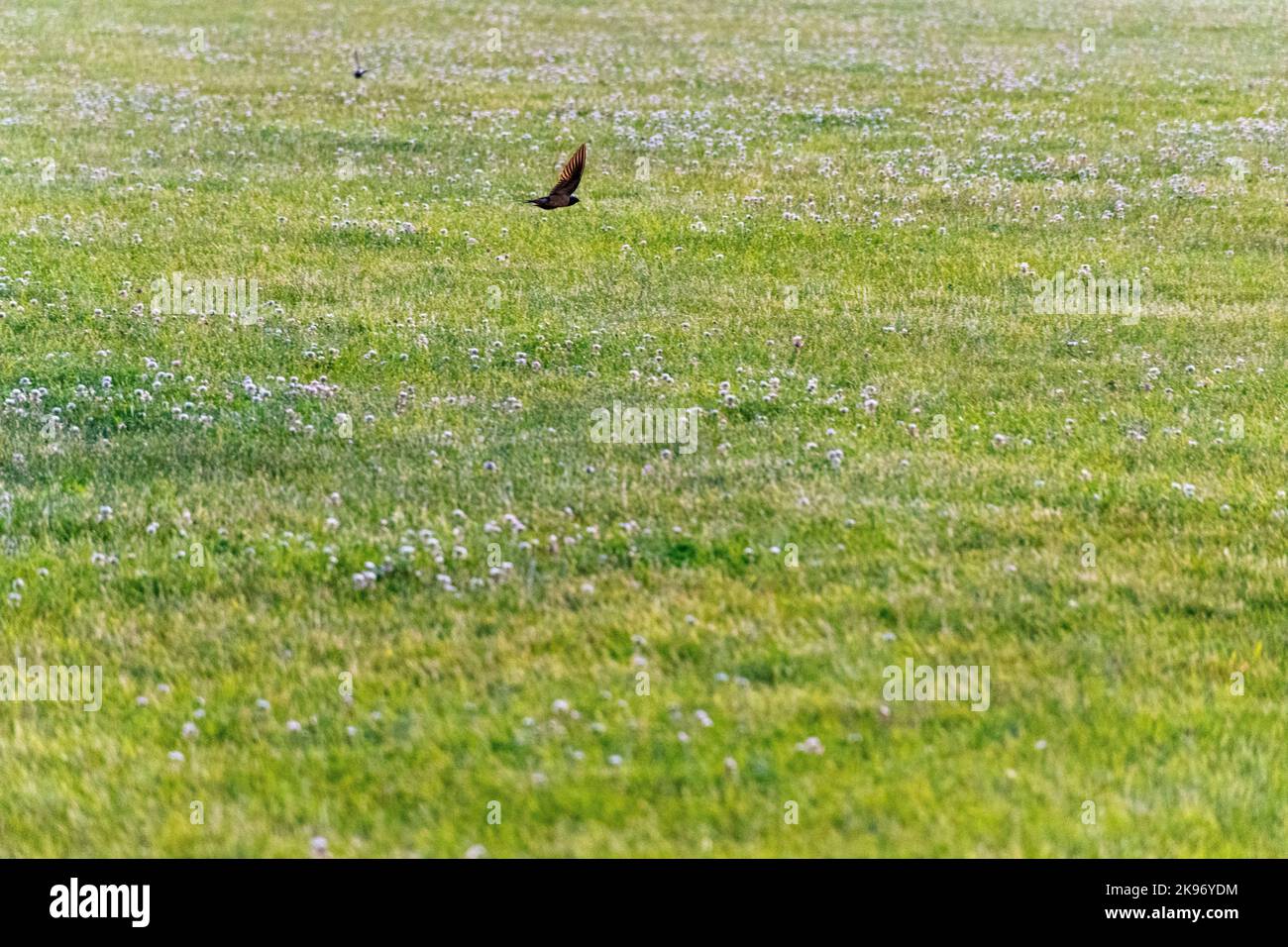 A common starling (Sturnus vulgaris) flying in a green field filled ...