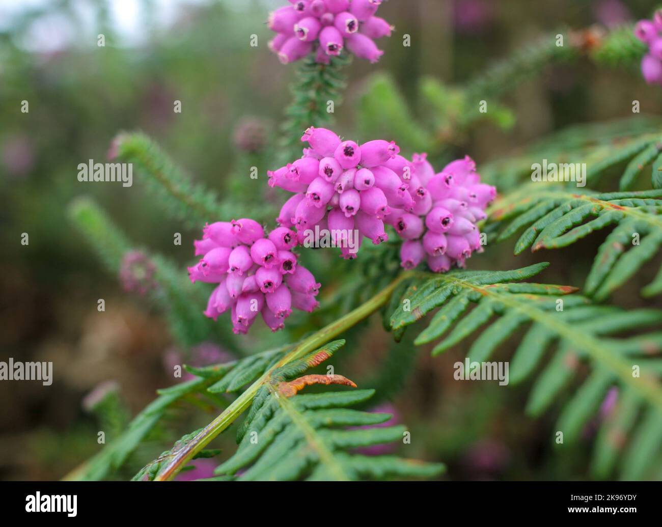 Spain heather flowers flower hi-res stock photography and images - Alamy