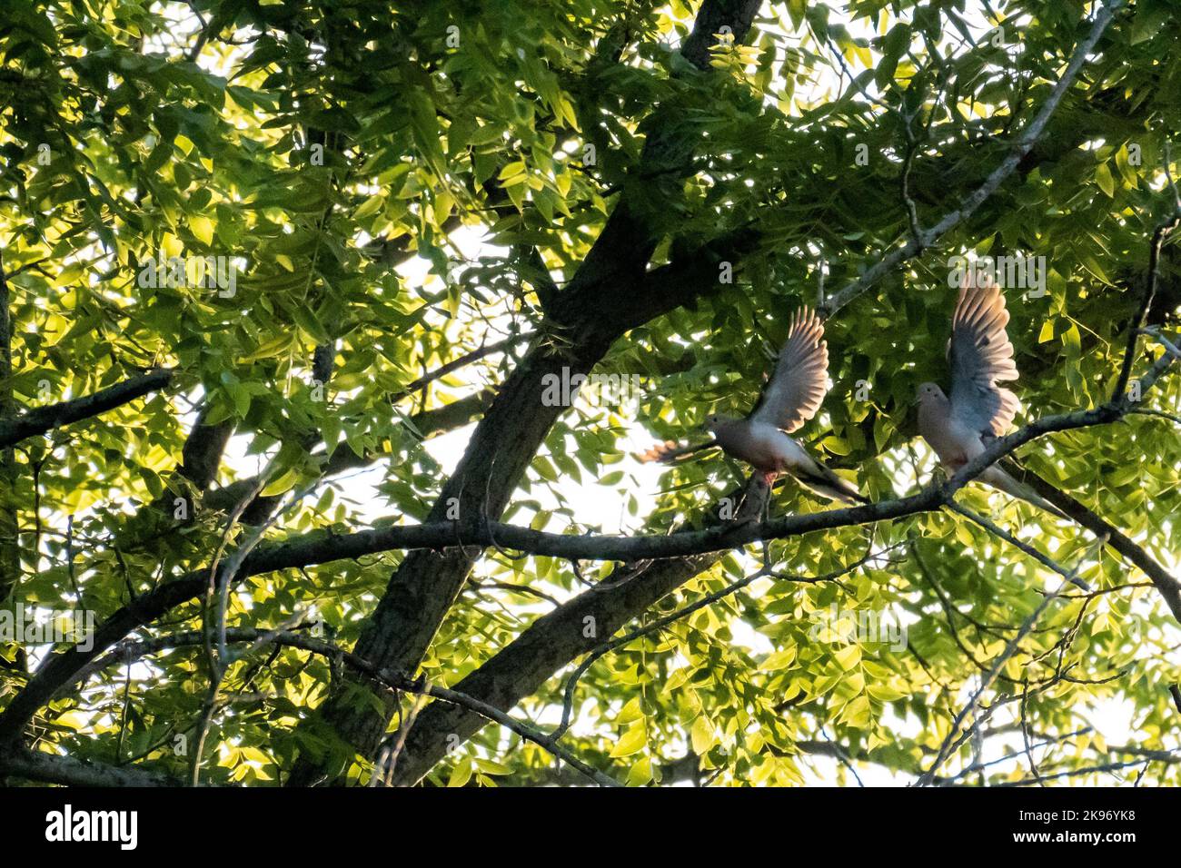A view of the doves perched on a tree branch Stock Photo - Alamy