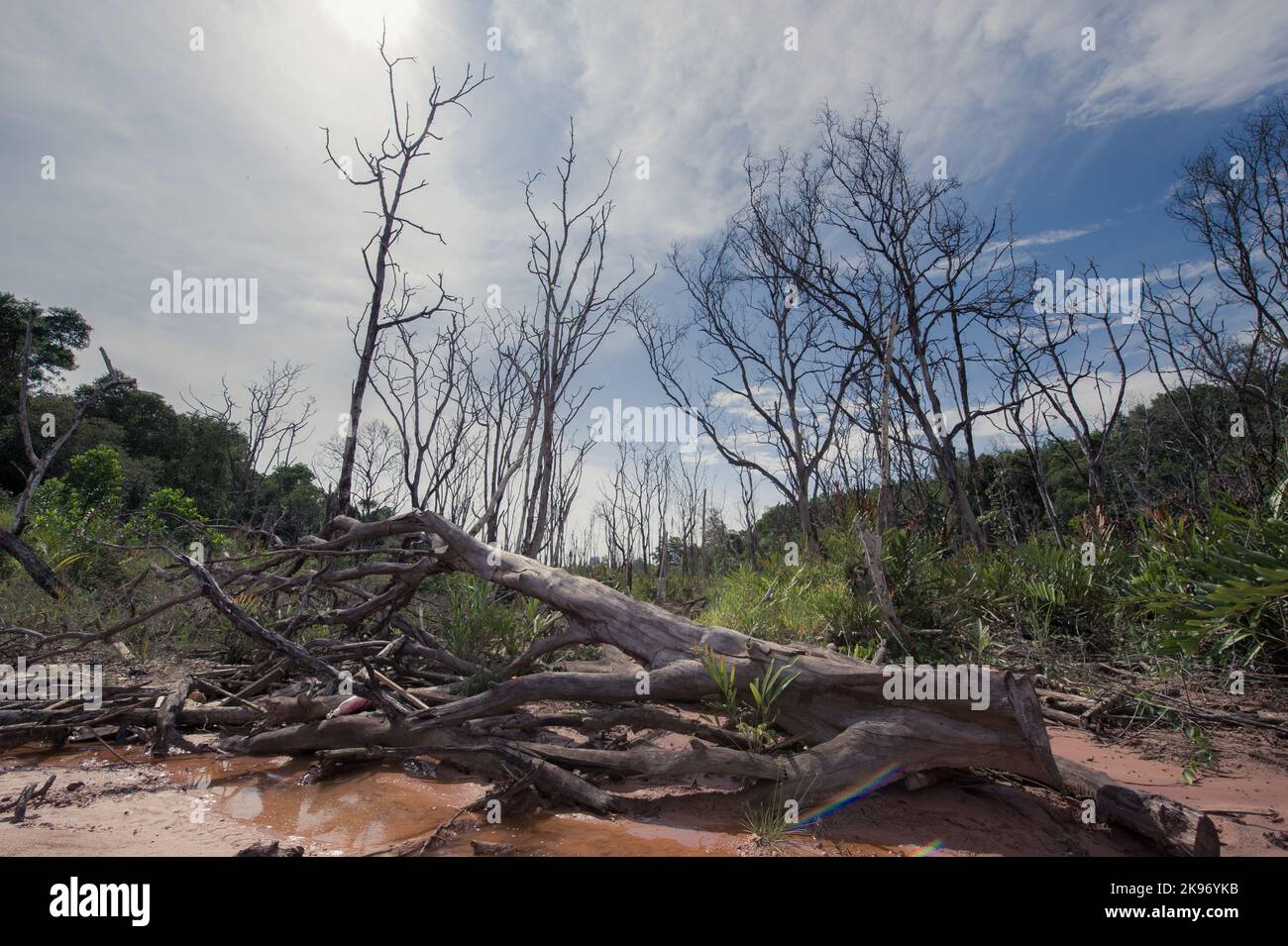 A dead tree in a forest under a cloudy sky Stock Photo - Alamy