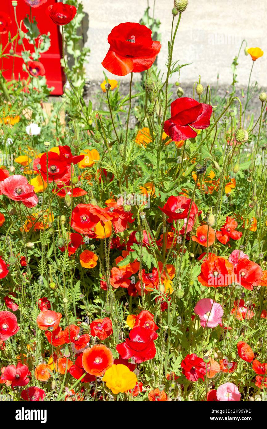 Common poppies (Papaver rhoeas) growing in garden, Lewis Lane ...