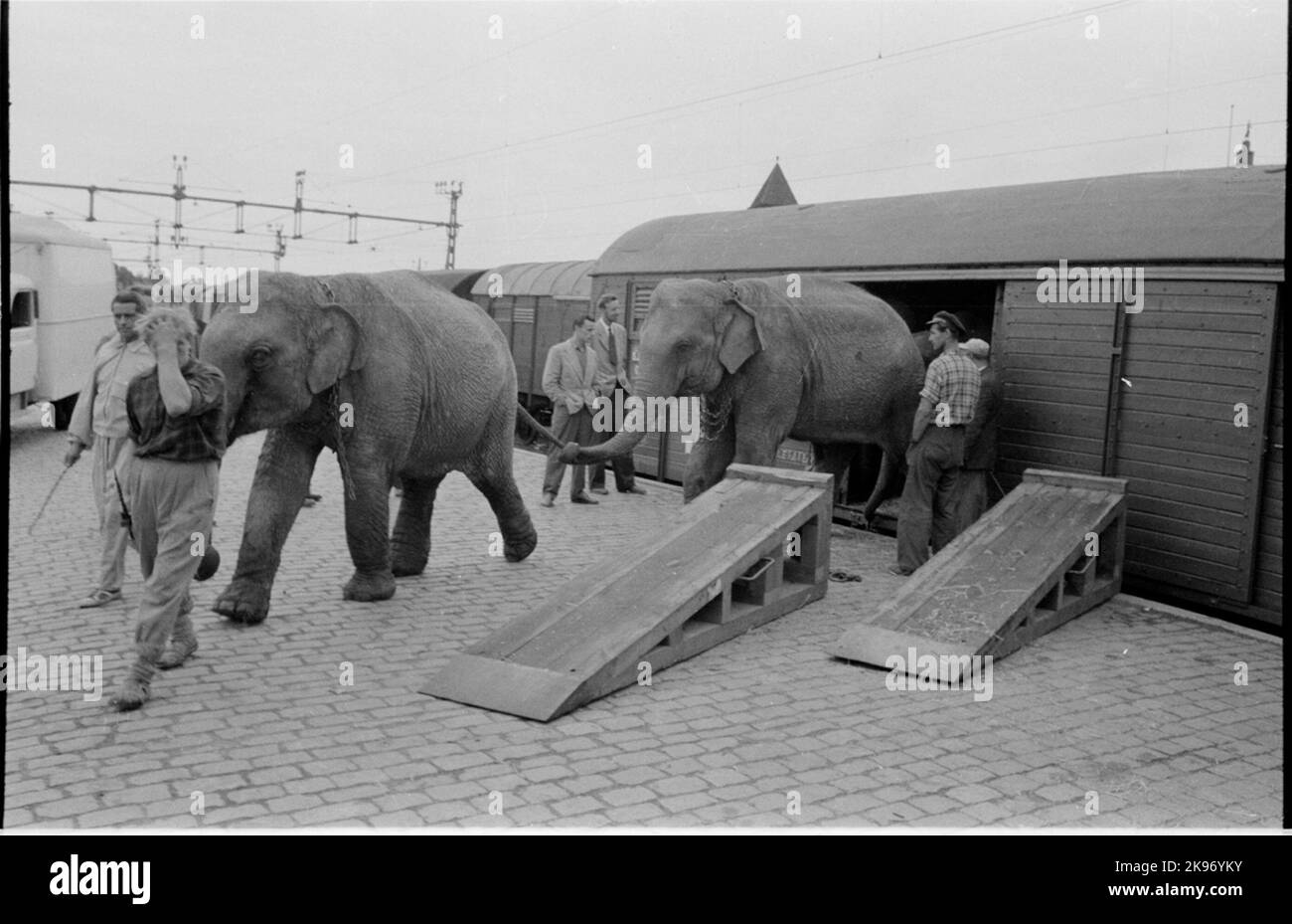 Relief of animals Black and White Stock Photos & Images - Alamy