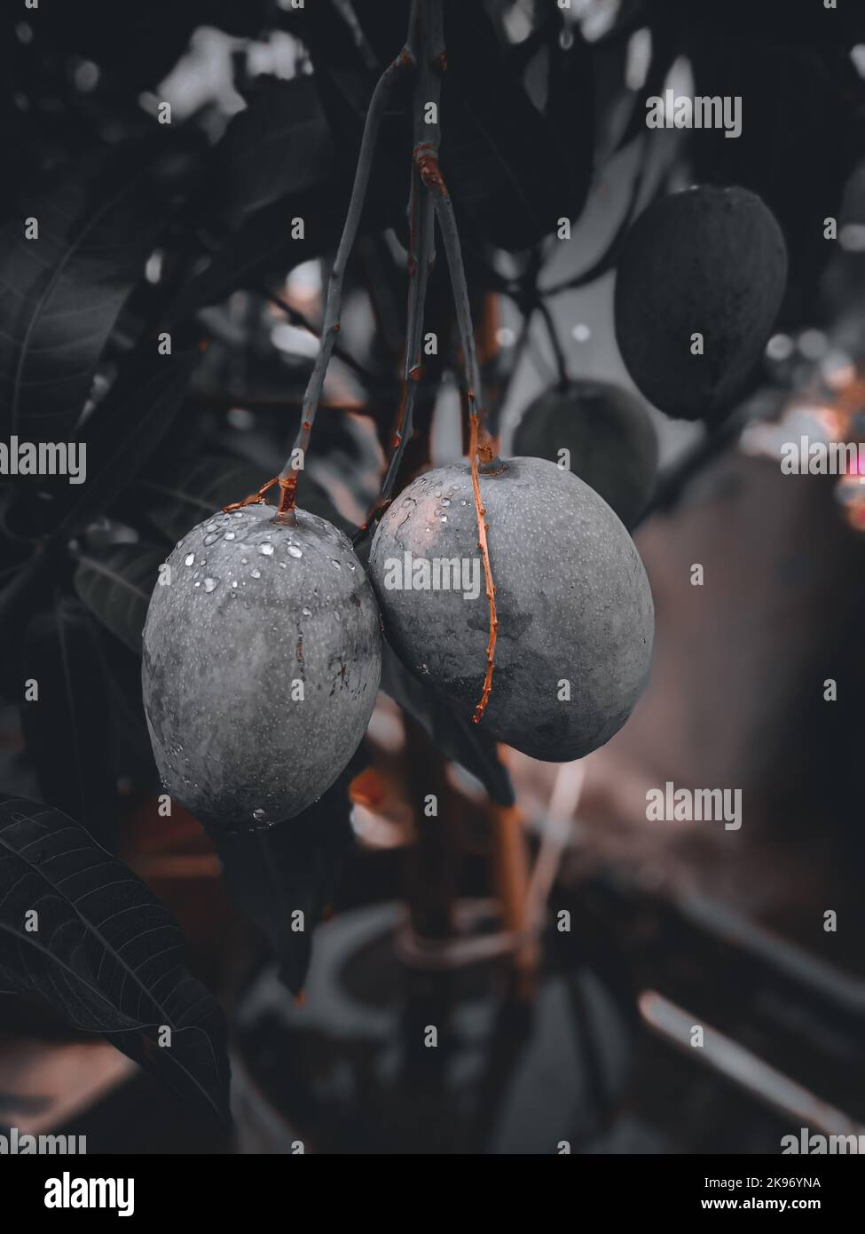 The two ripe plums on the branch covered by raindrops, vertical Stock ...
