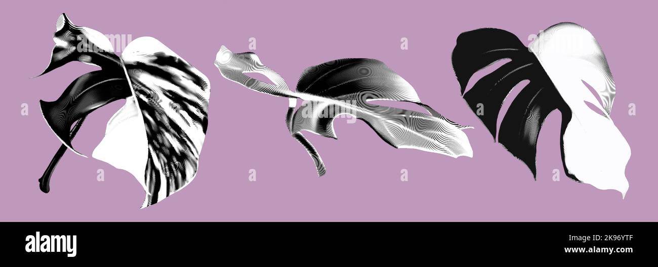 A set of tropical leaves. graphic engraving realistic monstera leaves ...