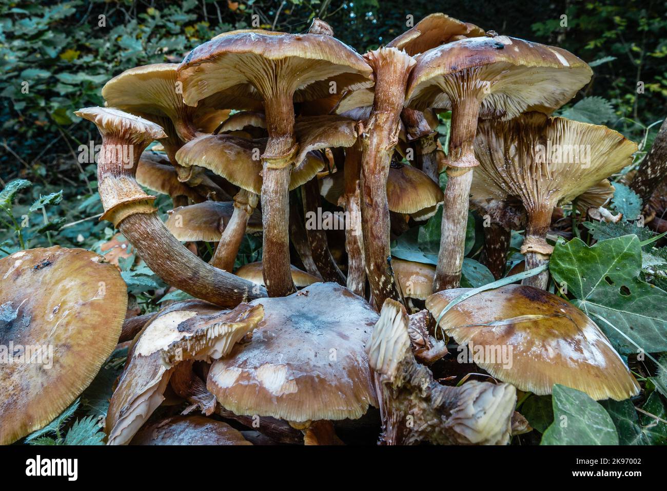 A cluster of British wild mushroom and fungi in Hampstead, London Stock ...