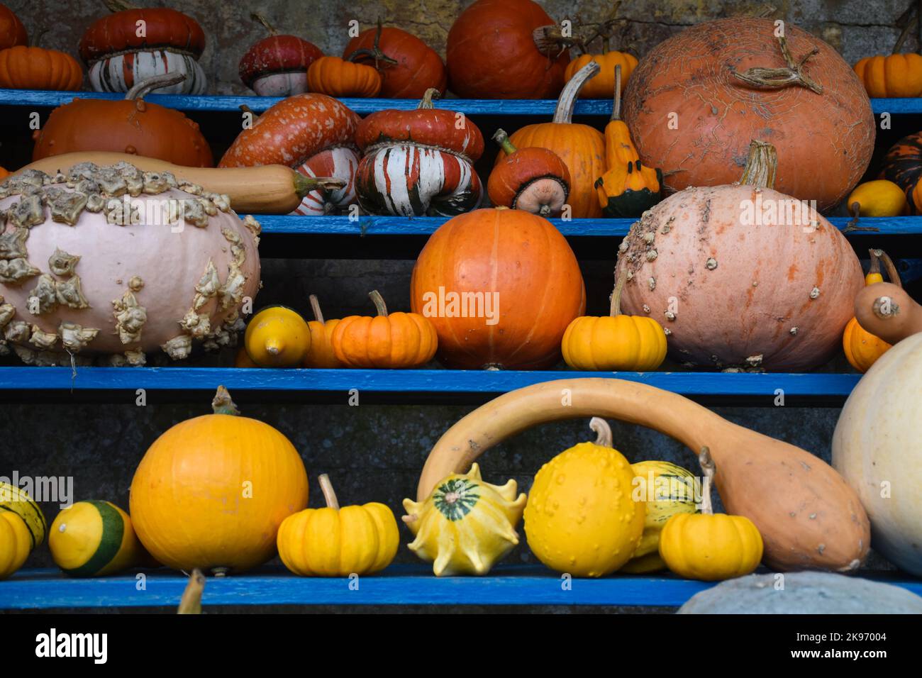 Harvesting pumpkins and squash Stock Photo - Alamy