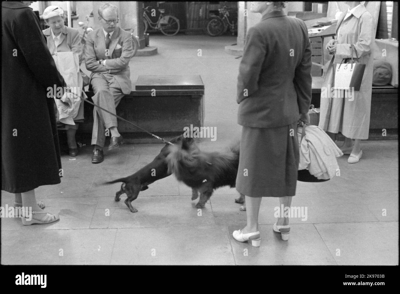 Dogs interaction Black and White Stock Photos & Images - Alamy