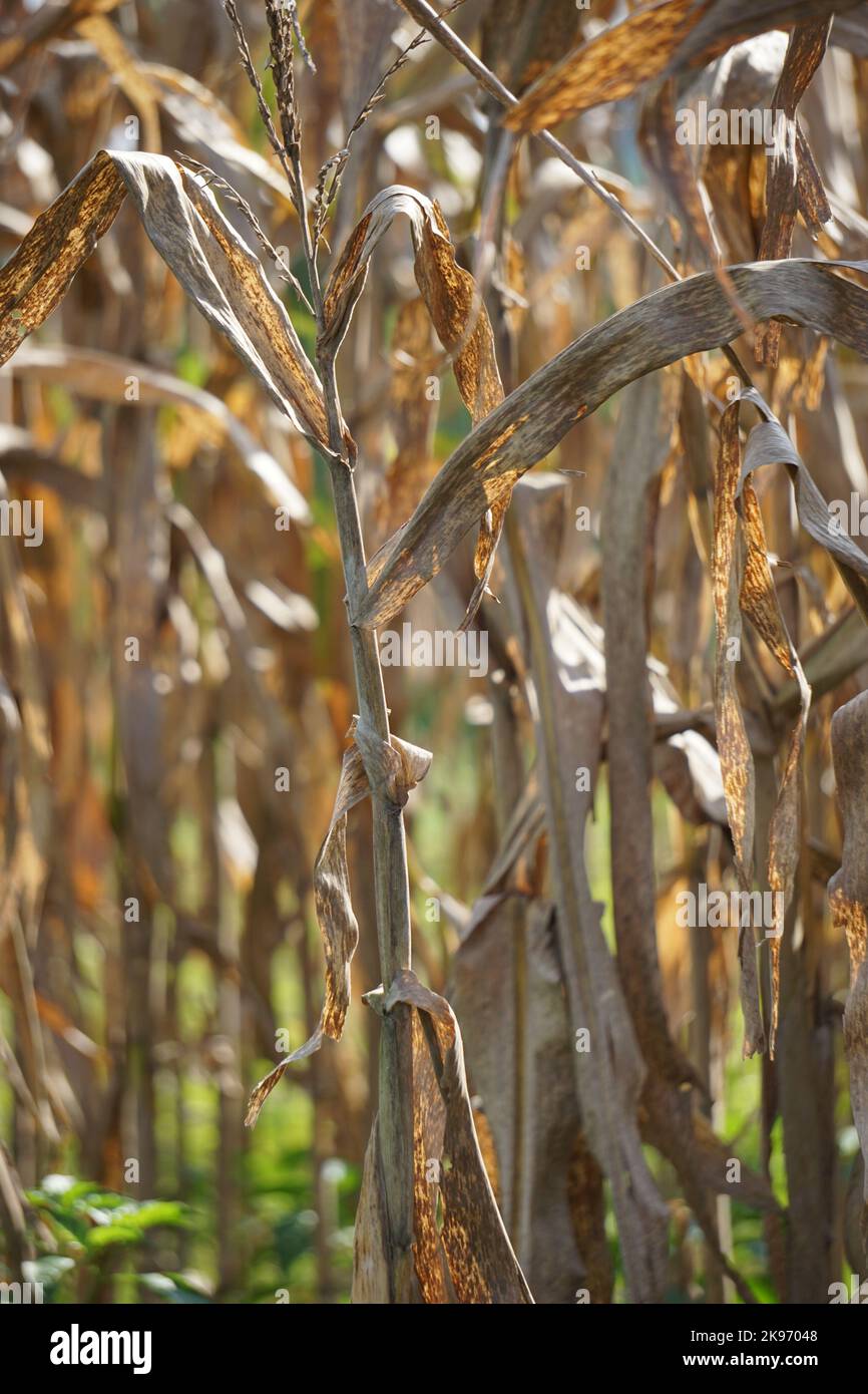 The tree of corn the tree with a natural background Stock Photo - Alamy
