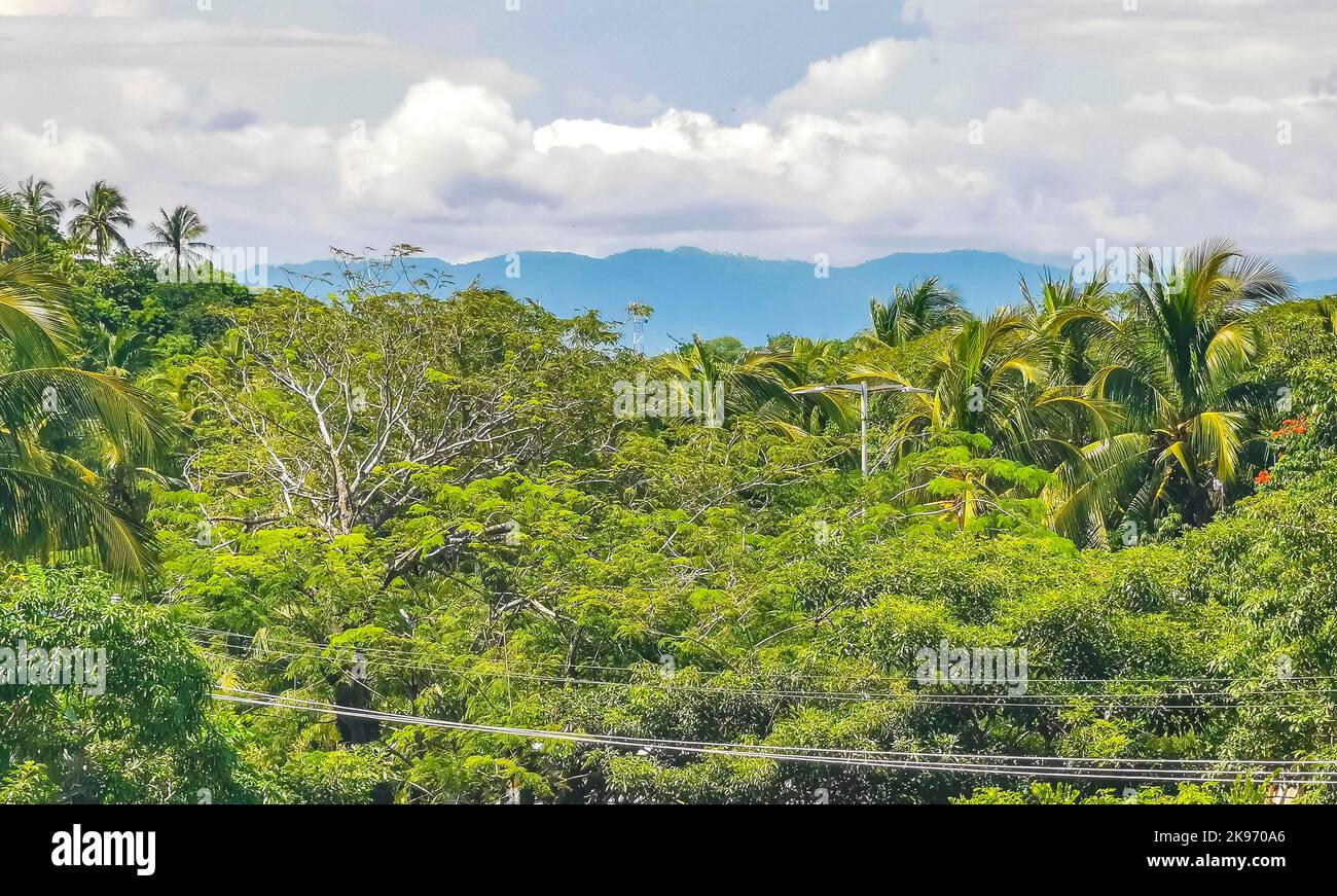 Beautiful nature with palm trees and mountains in Puerto Escondido ...