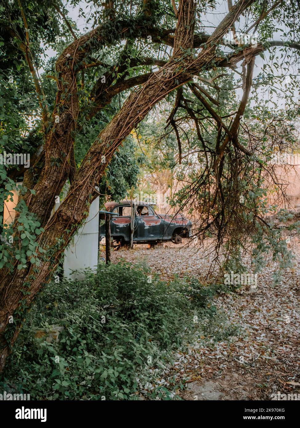 A vertical shot of an abandoned, old car in a forest during the day ...