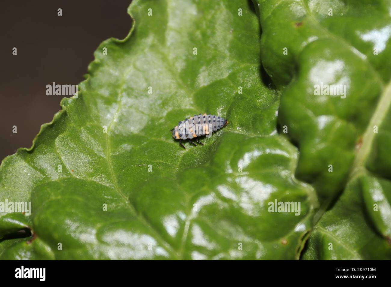 A macro shot of an adonis ladybird on a green leaf Stock Photo - Alamy
