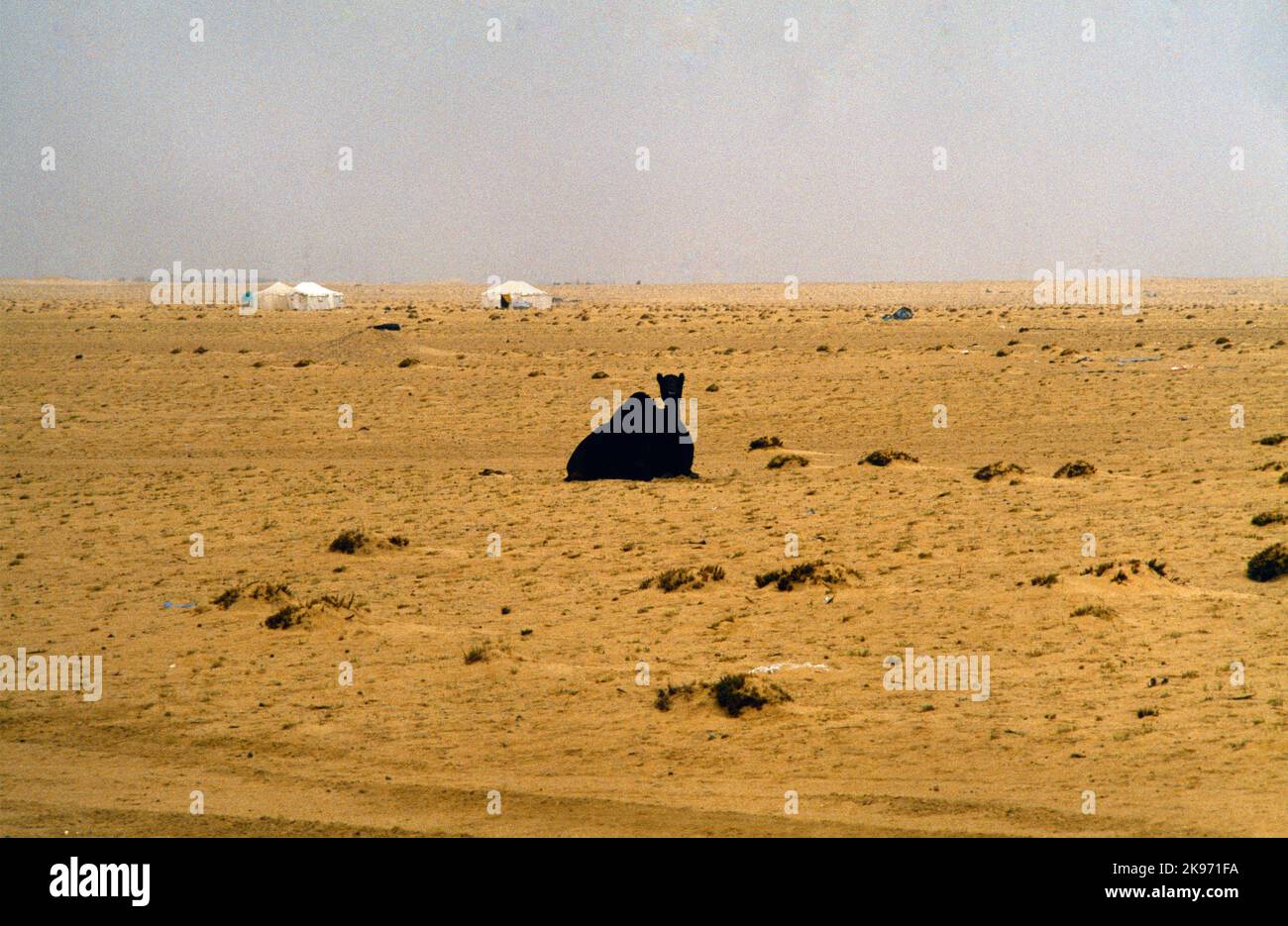 Kuwait camels hi-res stock photography and images - Alamy
