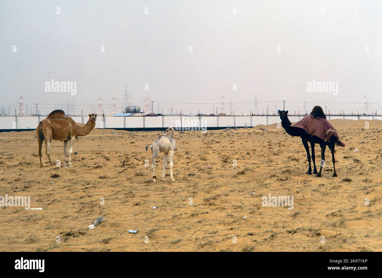 Kuwait camel hi-res stock photography and images - Alamy