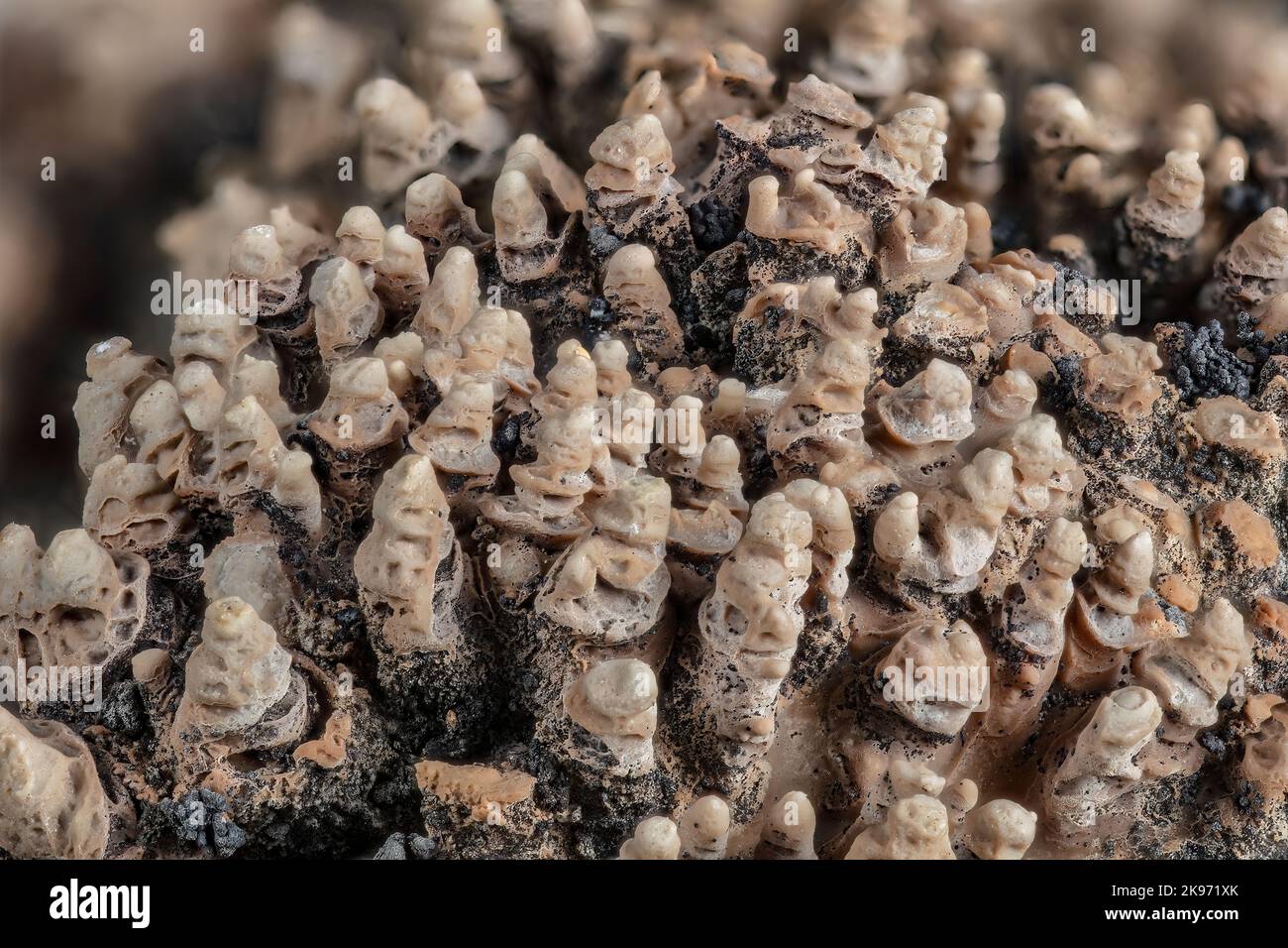 Fossilized Coral from an Ancient Sea, Palm Springs, California Stock ...