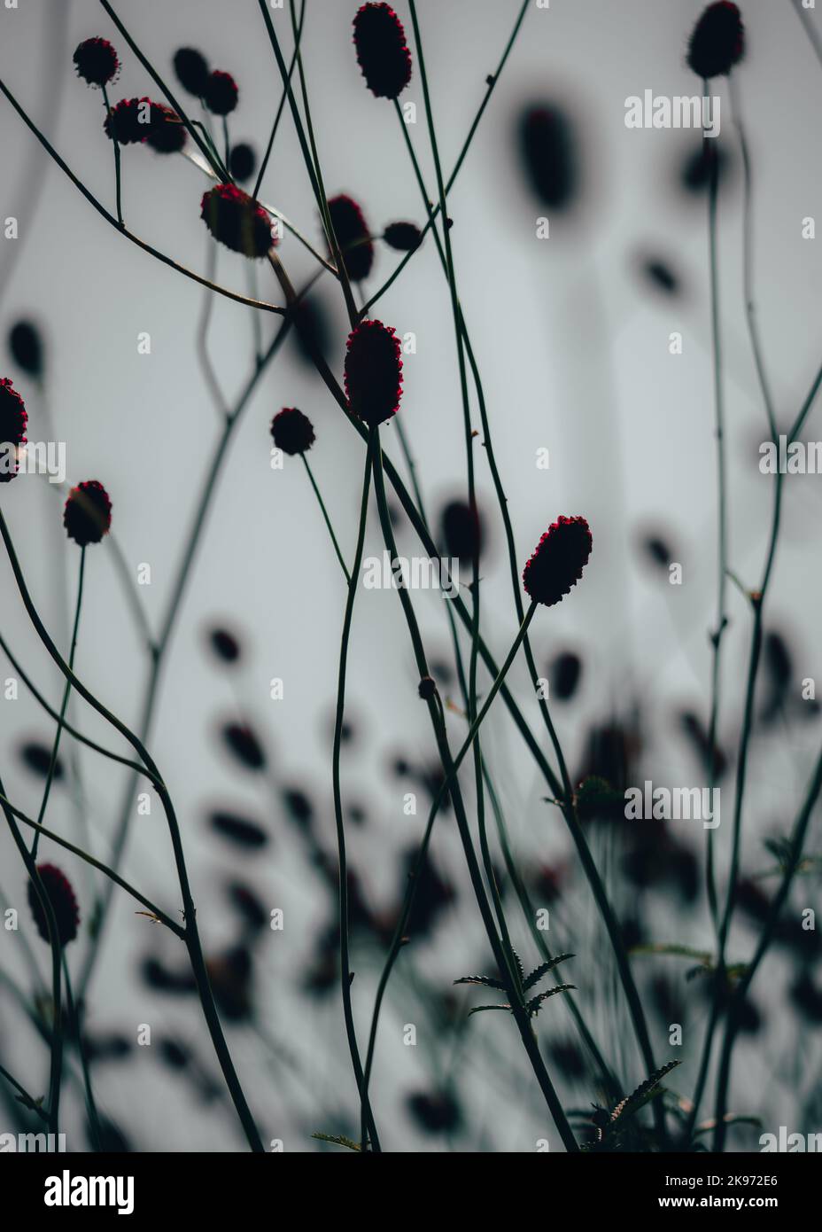 A vertical closeup of perennial flowering plants background Stock Photo ...