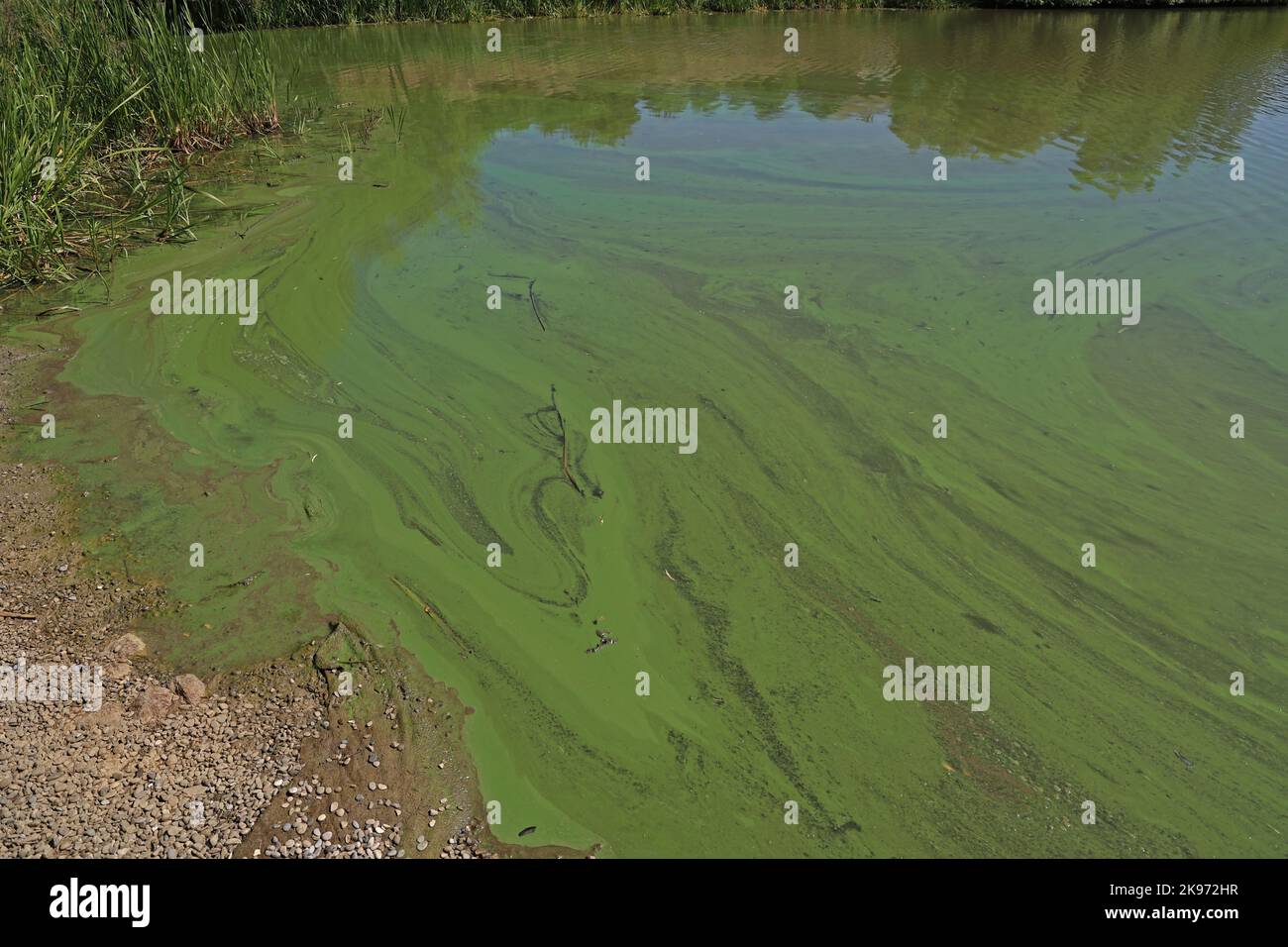 Dark green colored algae that fill the lake Stock Photo - Alamy