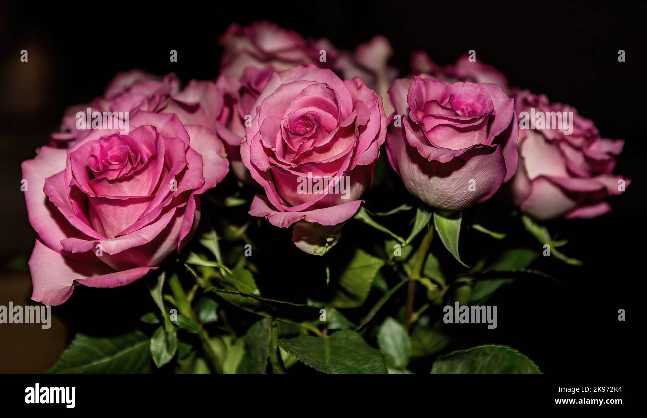 Pink roses on green stems with a dark background Stock Photo - Alamy