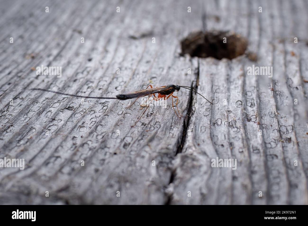 Large parasitic wasp species hi-res stock photography and images - Alamy