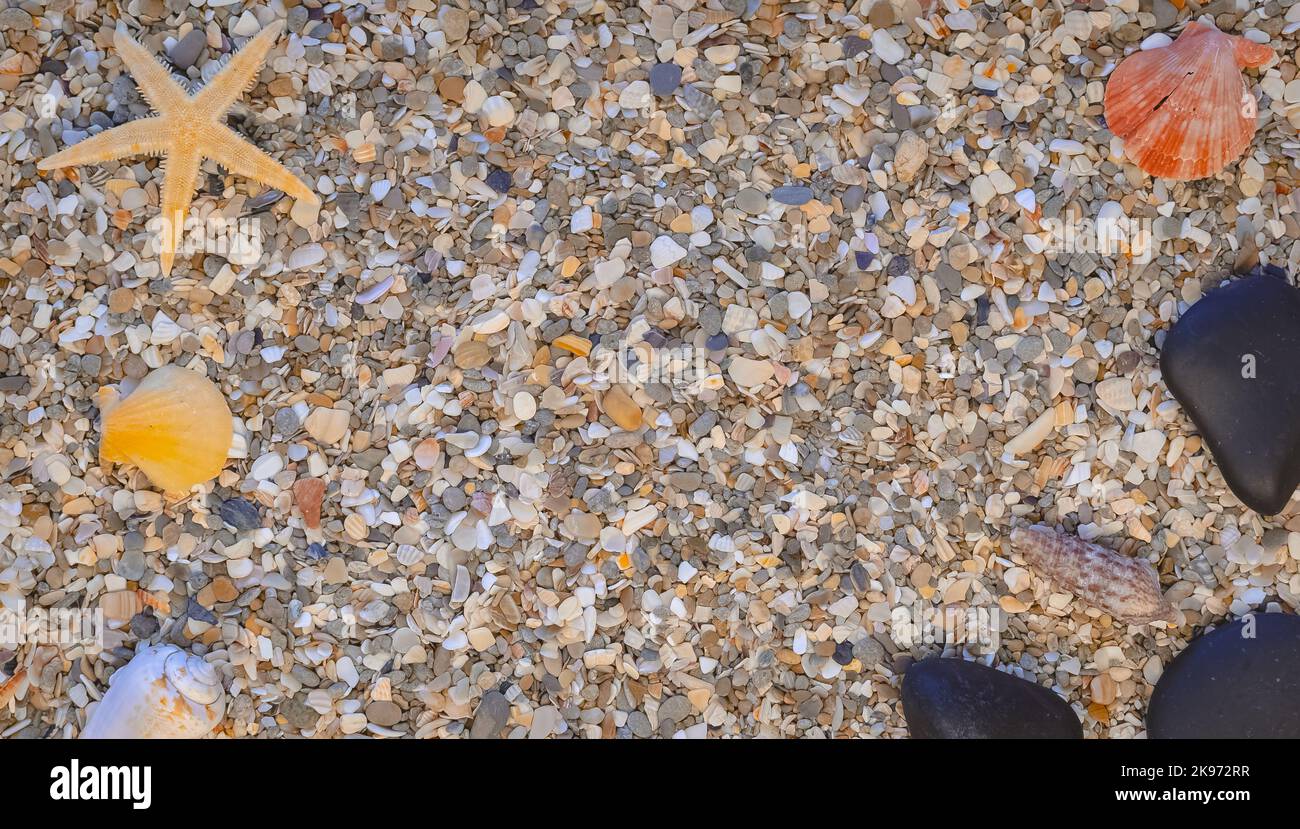 Shells on a background of pebbles and small broken shells with free ...