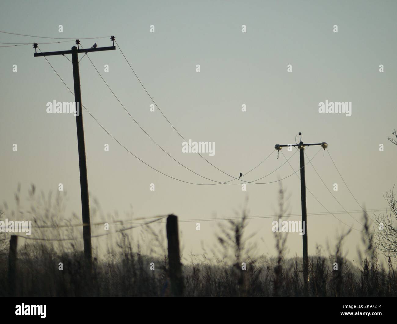 Bird on the Wire: a bird perches on overhead wires in rural Wiltshire ...