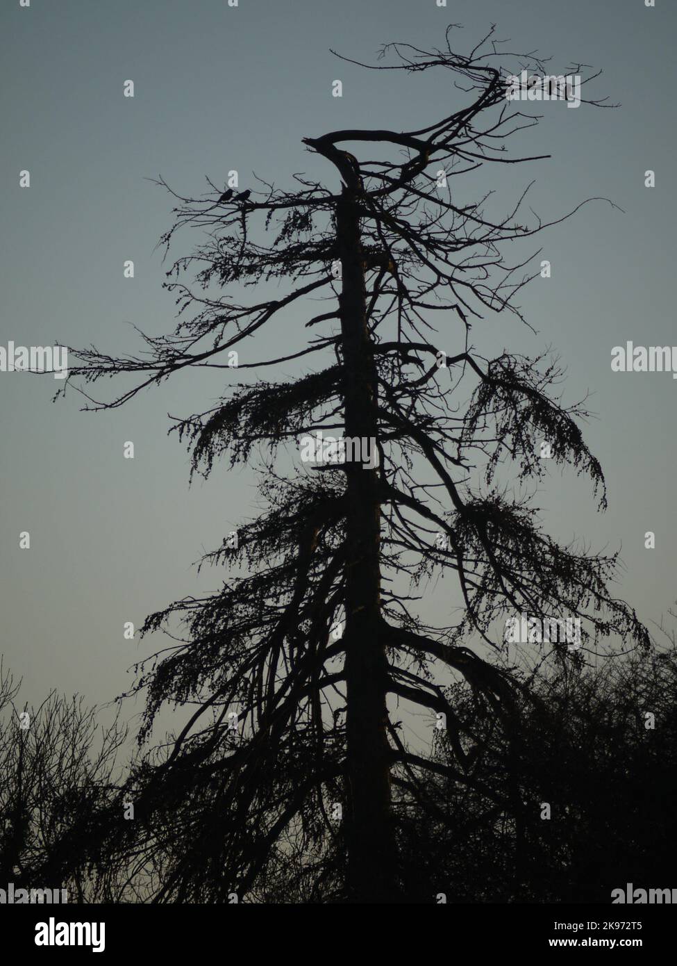 Spindly tree hi-res stock photography and images - Alamy