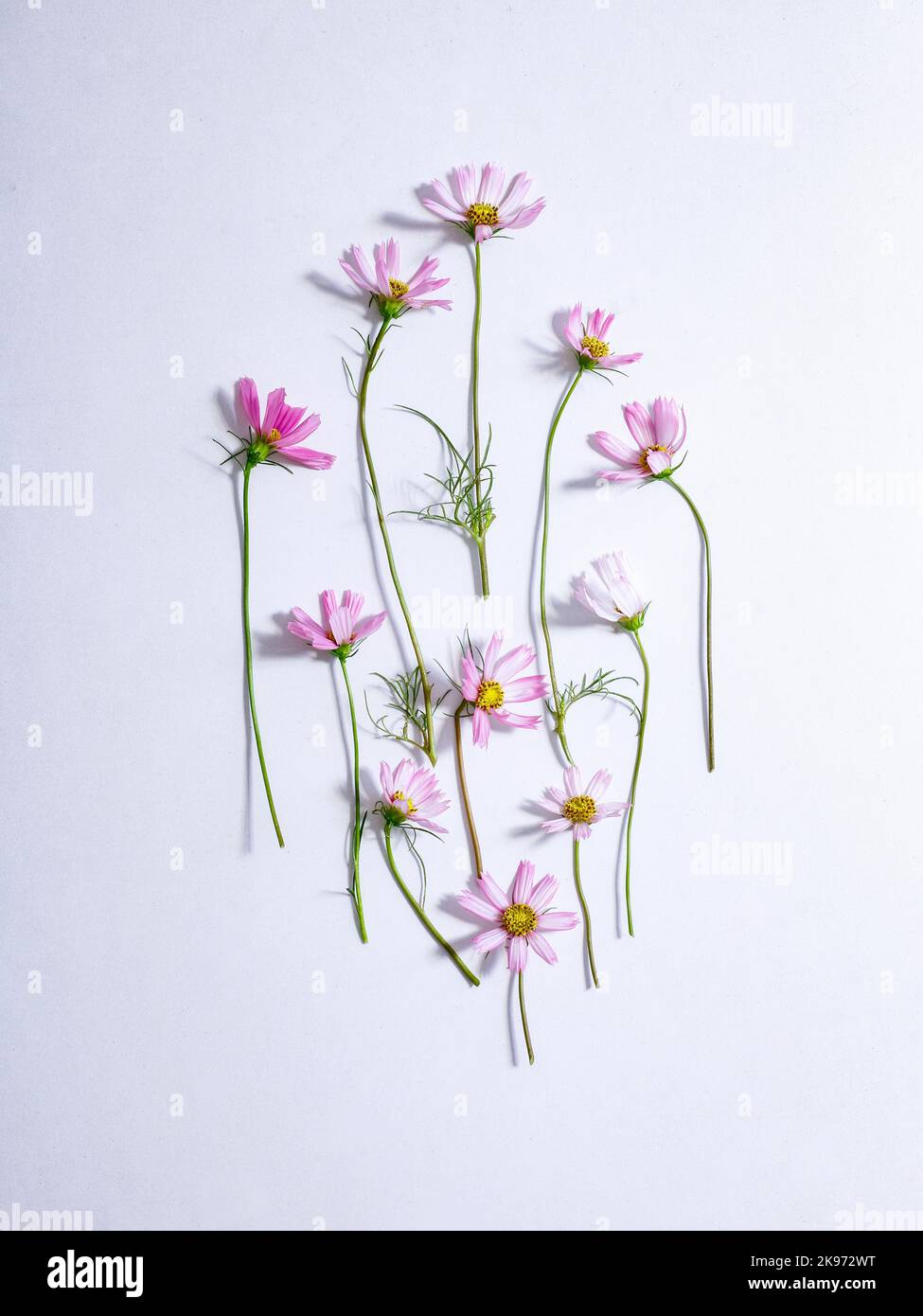 A flat lay of pink garden cosmos flowers on a white background - Cosmos ...